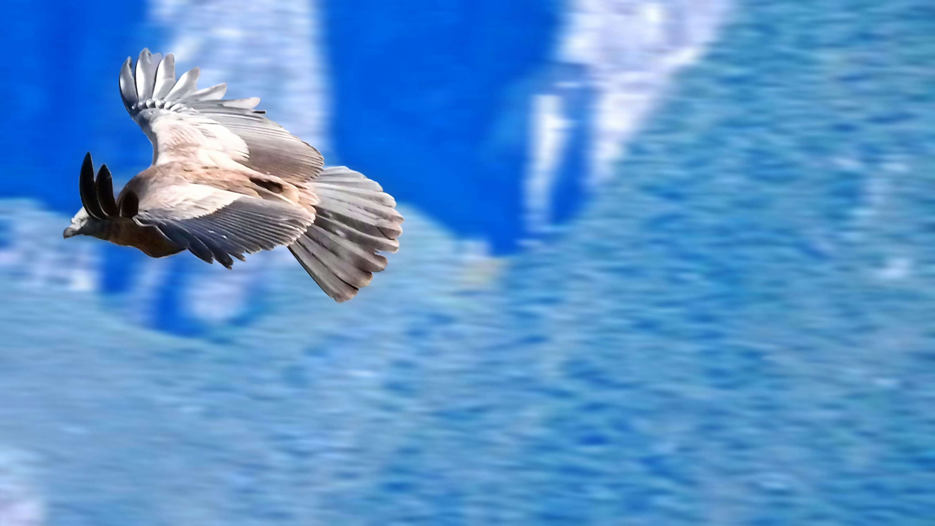 Wingbeat over a Blue Mirror: A Bird Cleaves the Pool's Surface