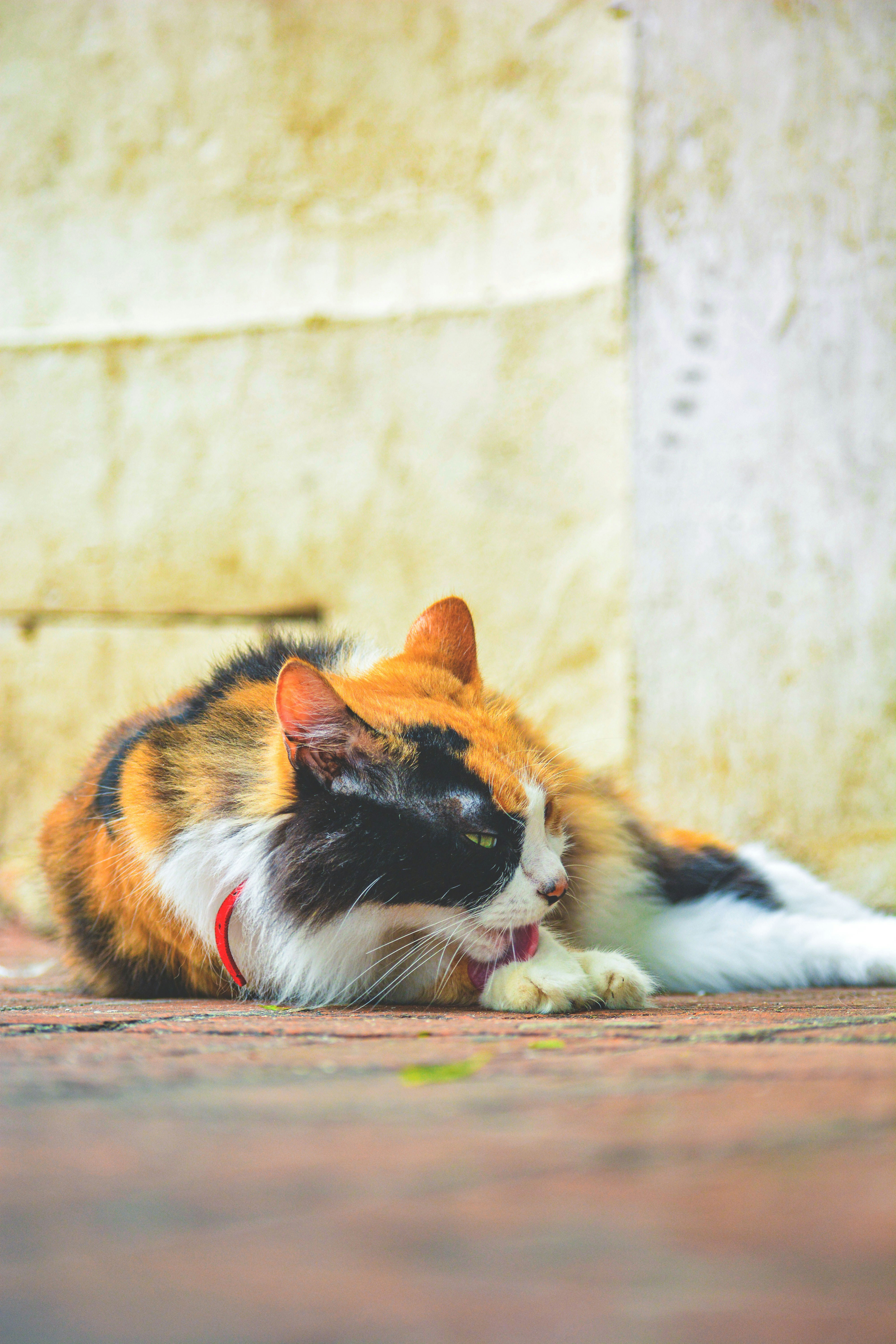 calico cat lying on floor