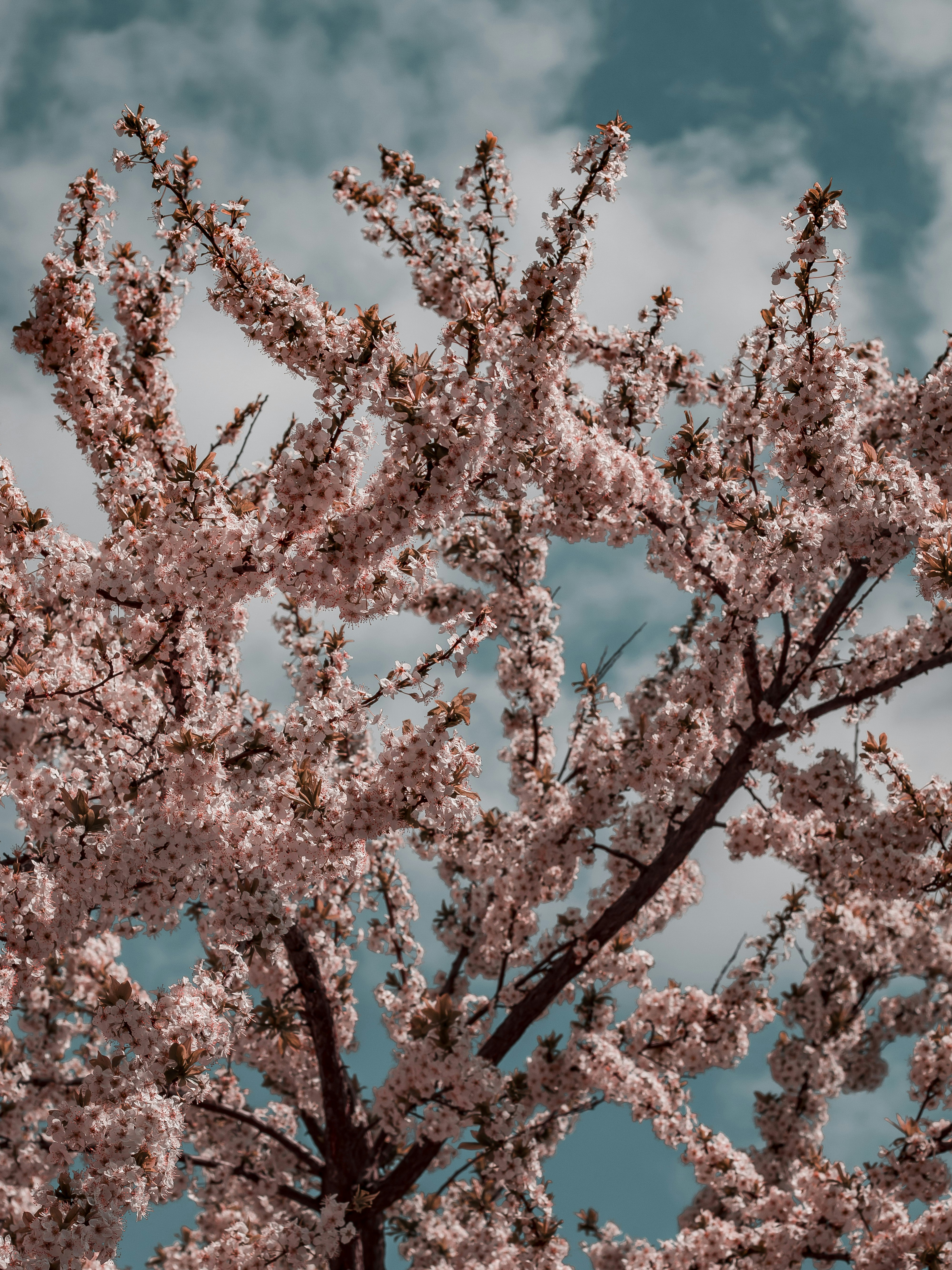 pink cherry blossom tree under blue sky during daytime