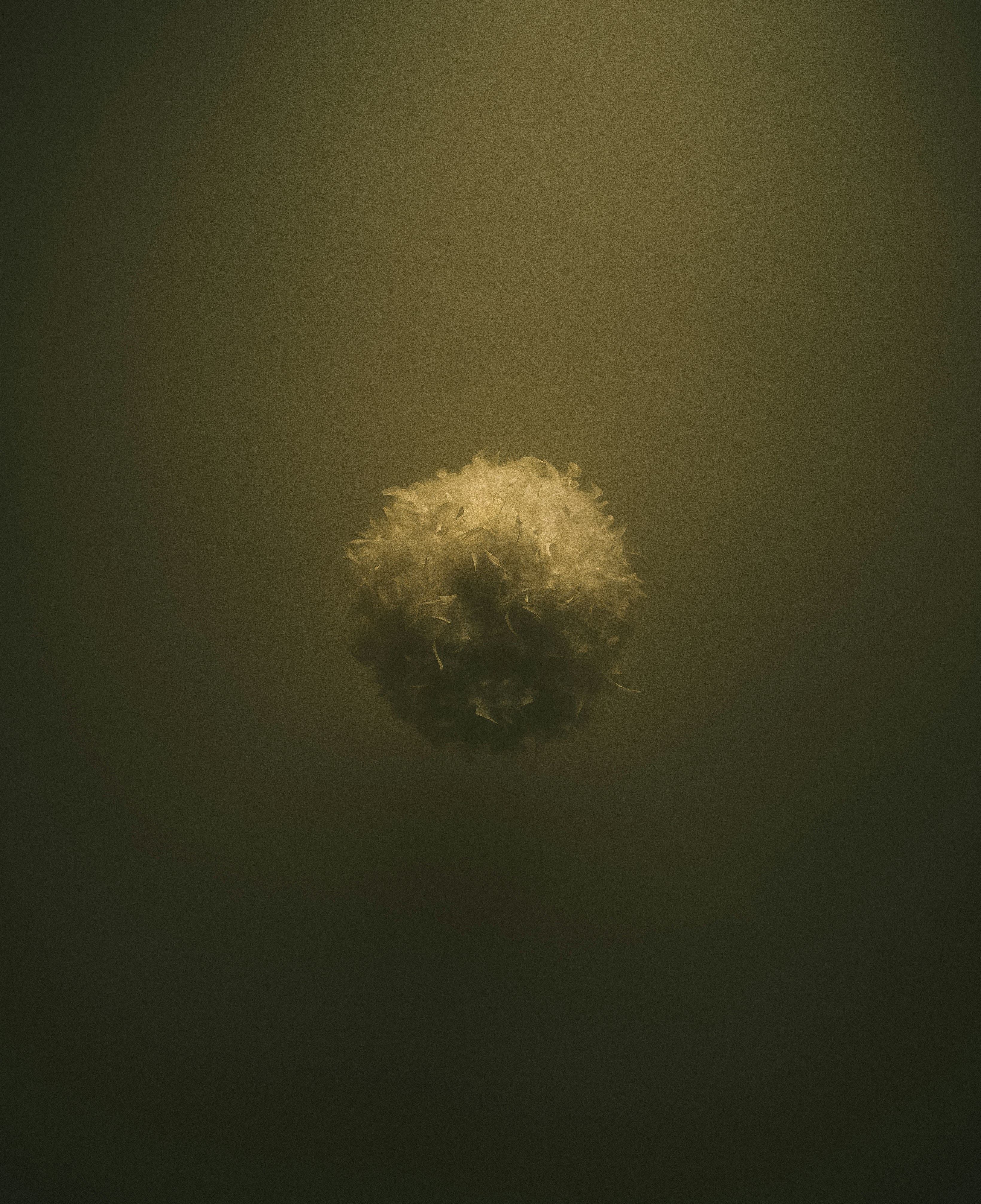 Tuft | yellow dandelion in close up photography