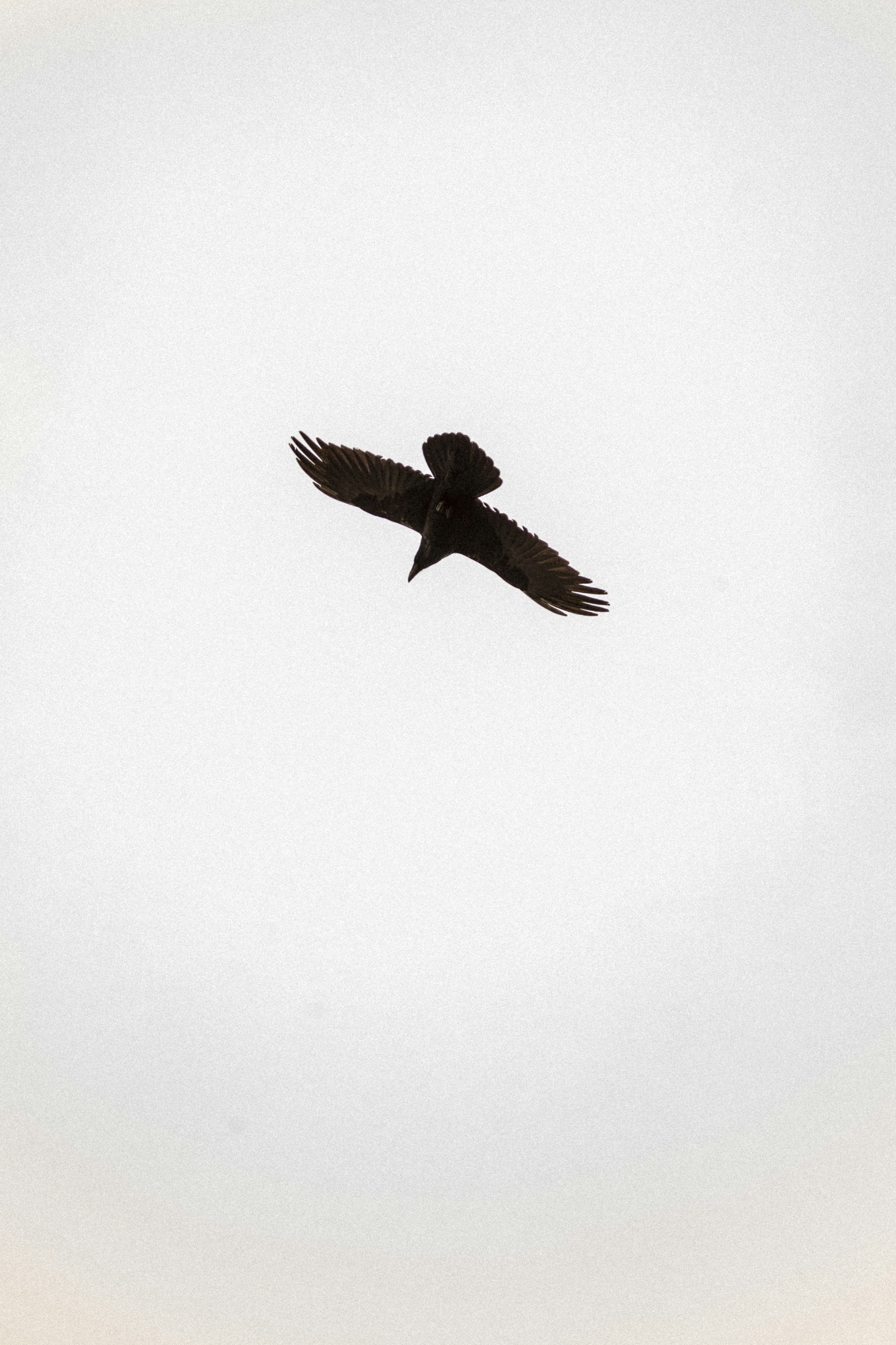 Brown bird flying on white wall photo – Free Black Image on Unsplash