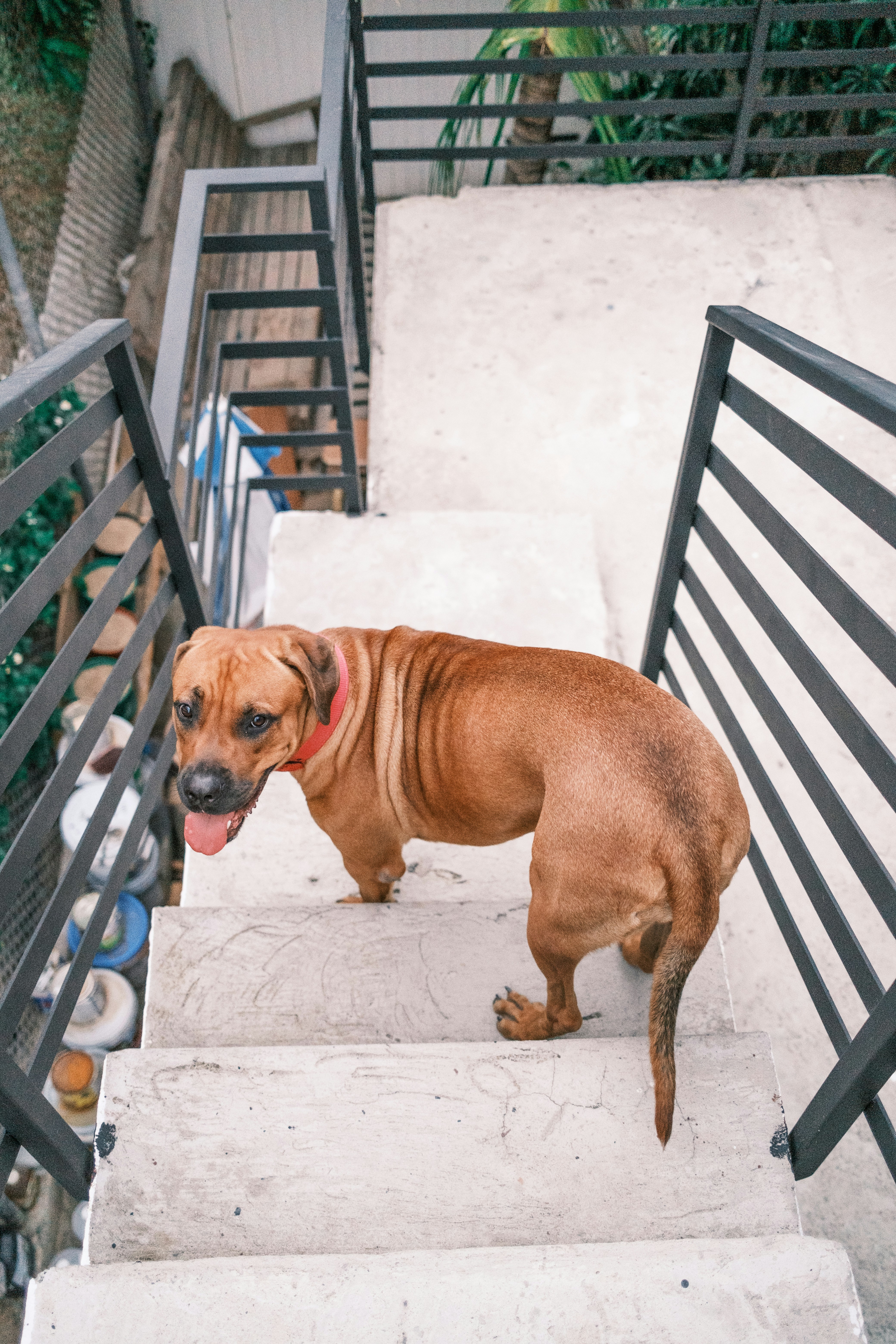 Brown hound pauses mid-stair incline with tongue out on a sunlit concrete staircase