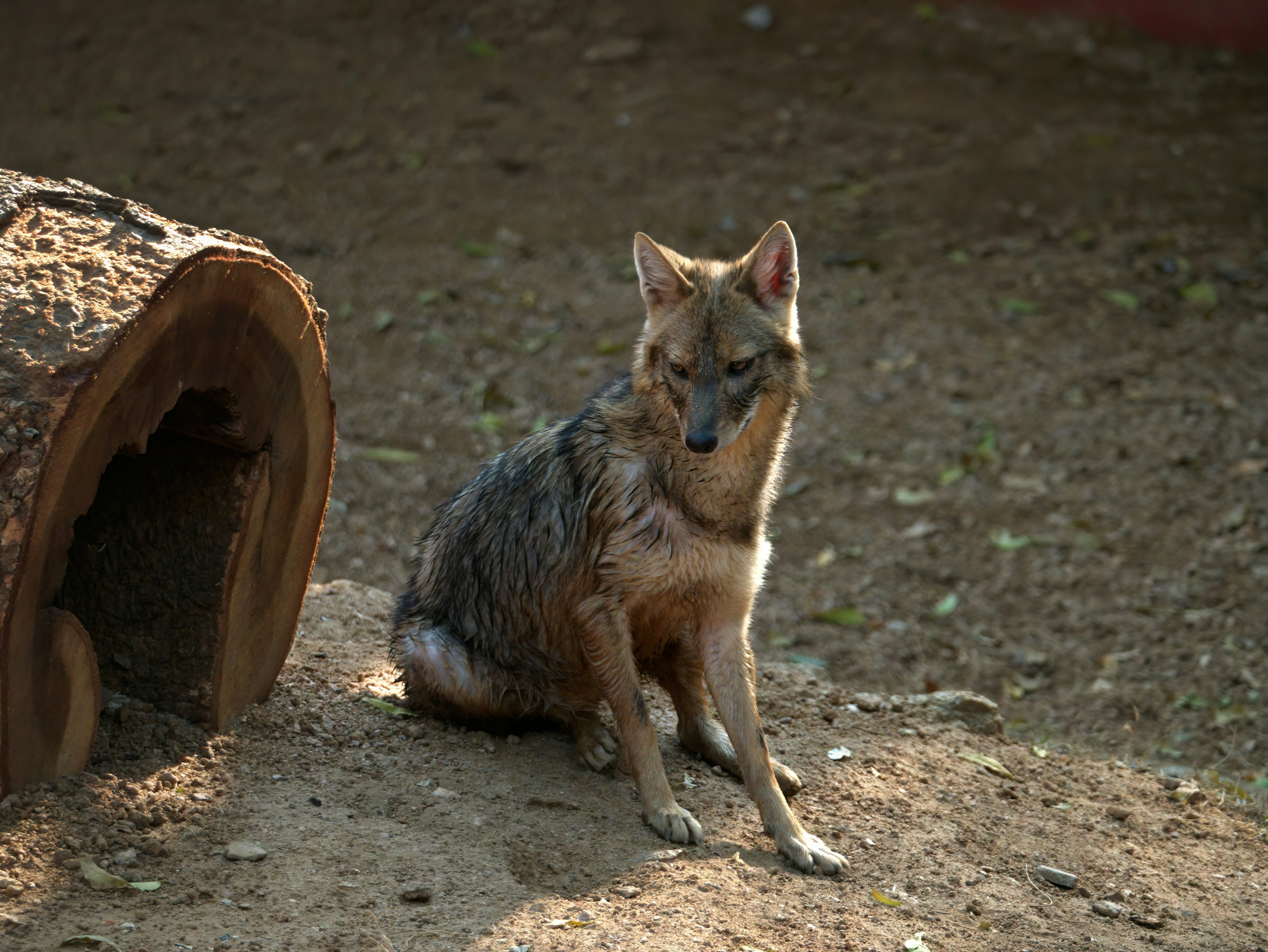 Watchful Canid by a Weathered Log in a Quiet Clearing
