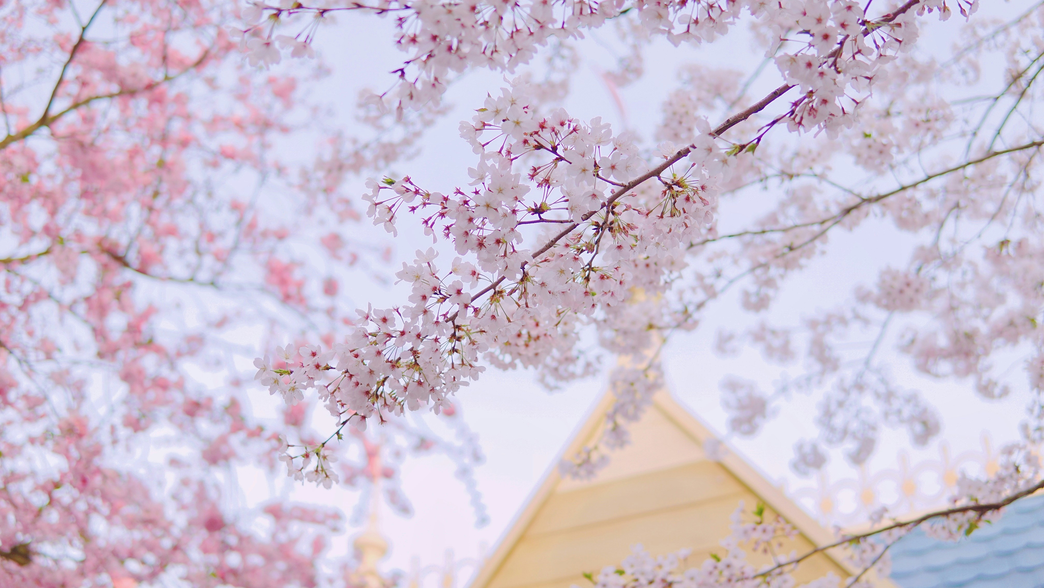 Petal Tapestry Framed by a Quiet Gable