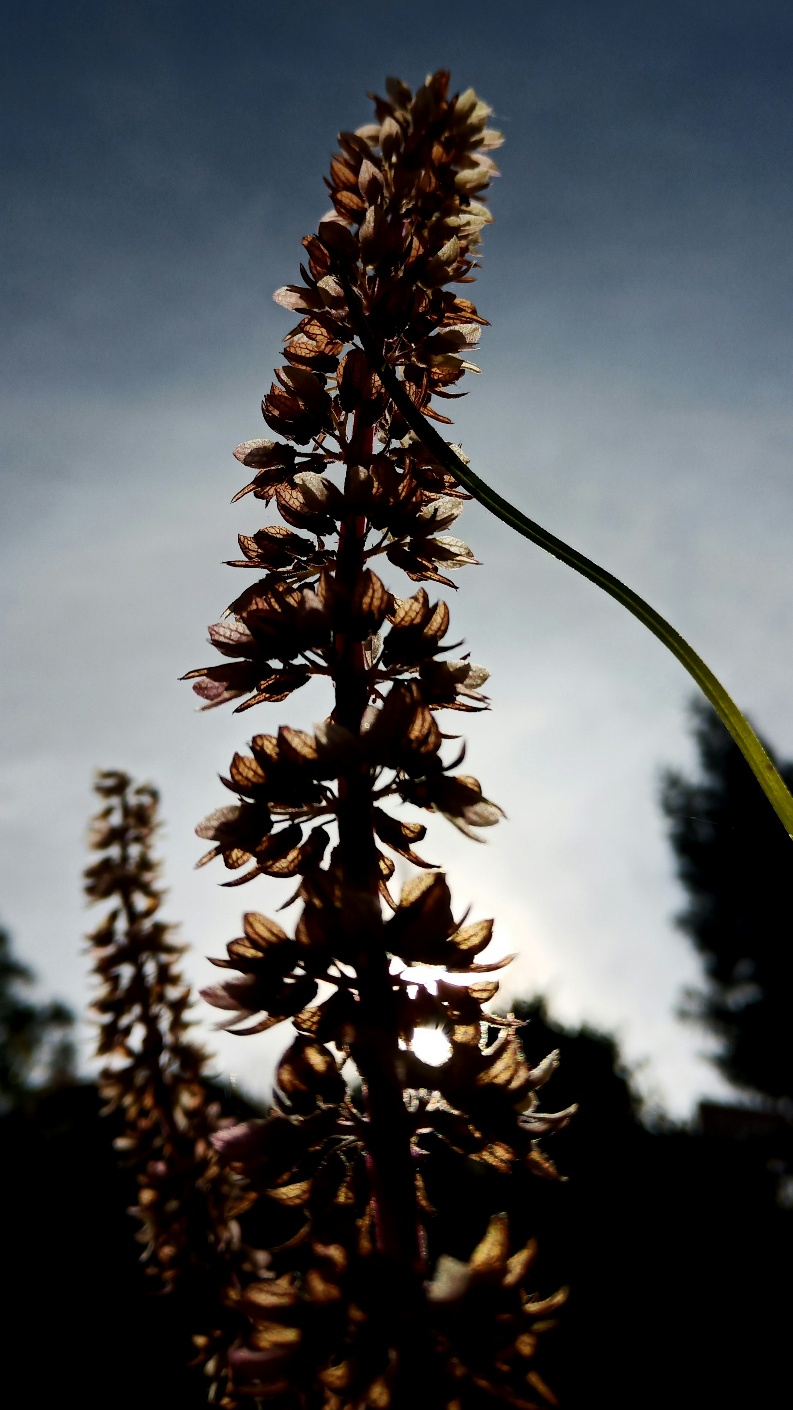 Sunlit Spike: A Close-Up of a Dried Flower Seed Head Against the Sky