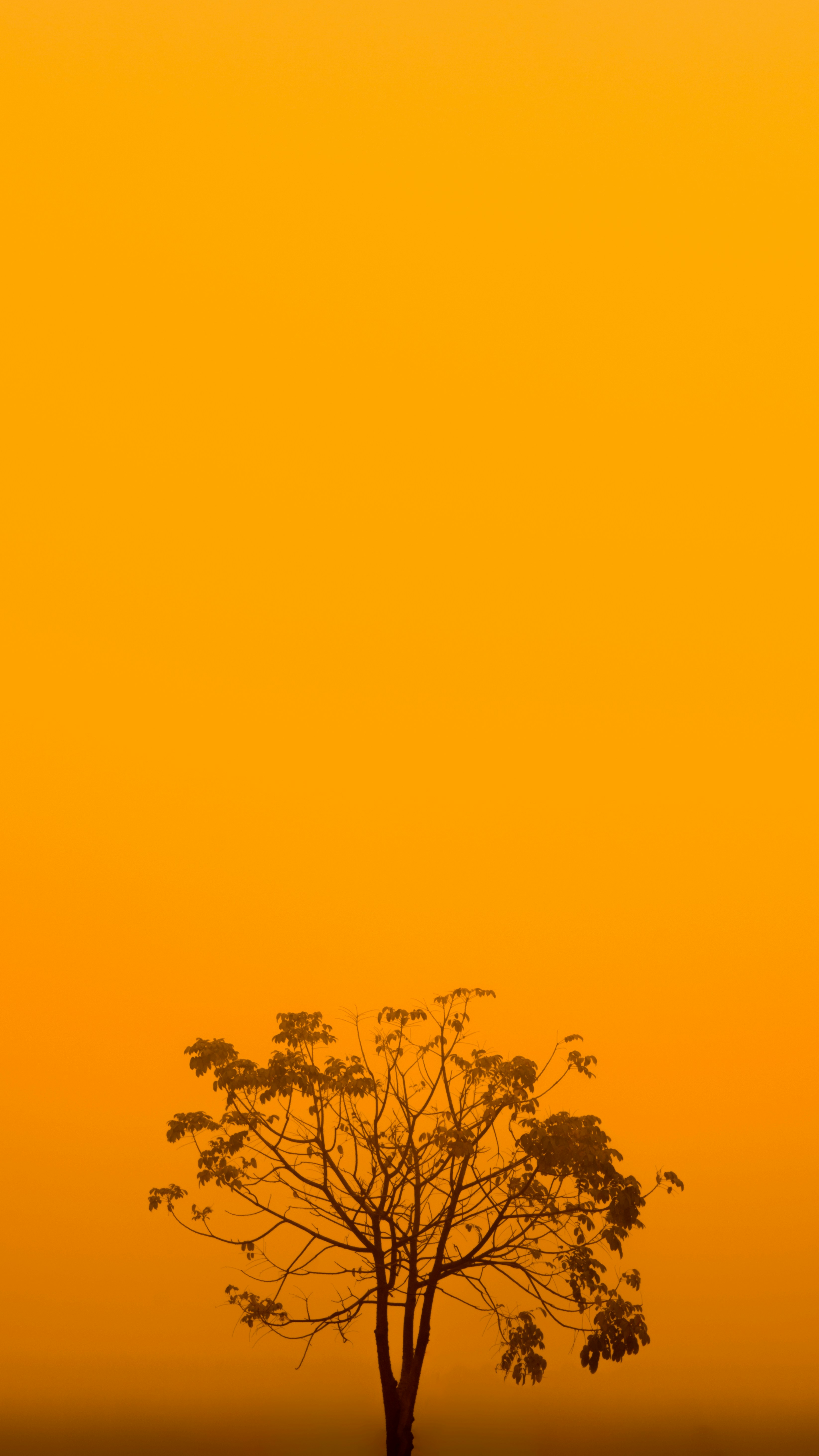 Green tree under orange sky photo – Free Orange Image on Unsplash