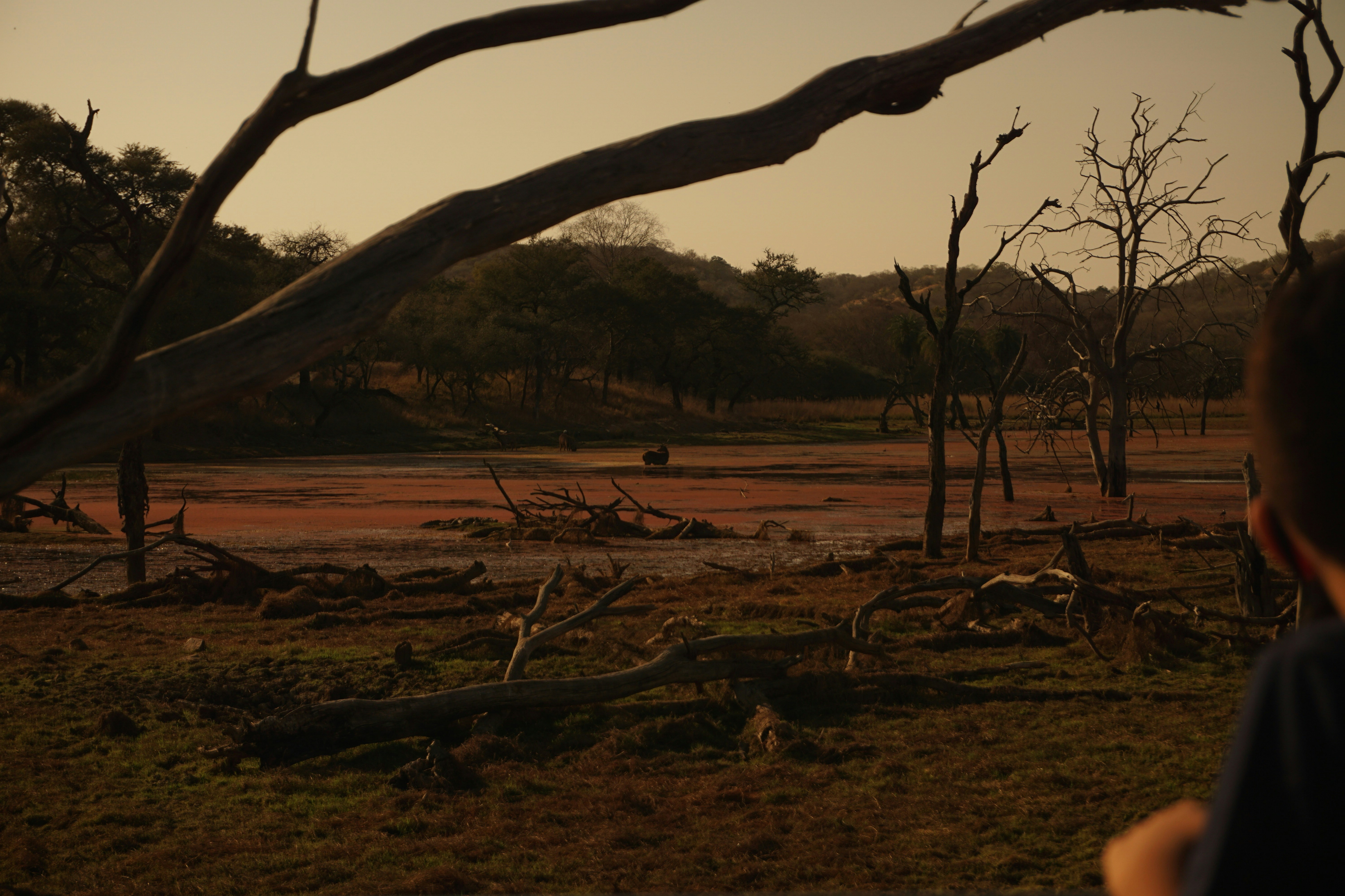 A distant ostrich stands alone in a parched landscape, framed by skeletal trees under a warm, golden light.