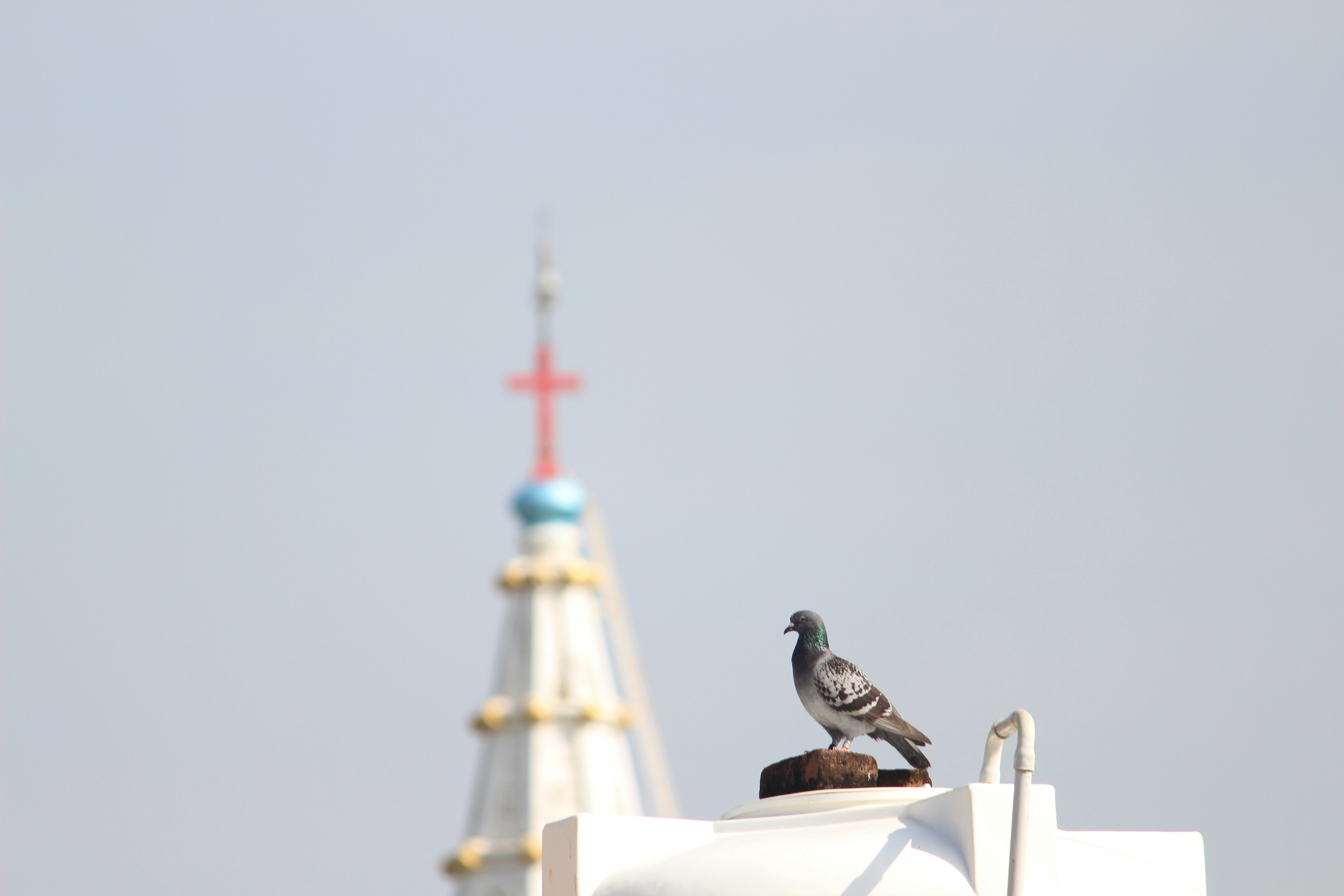 Perch by the Spire: A Pigeon on a Quiet Rooftop