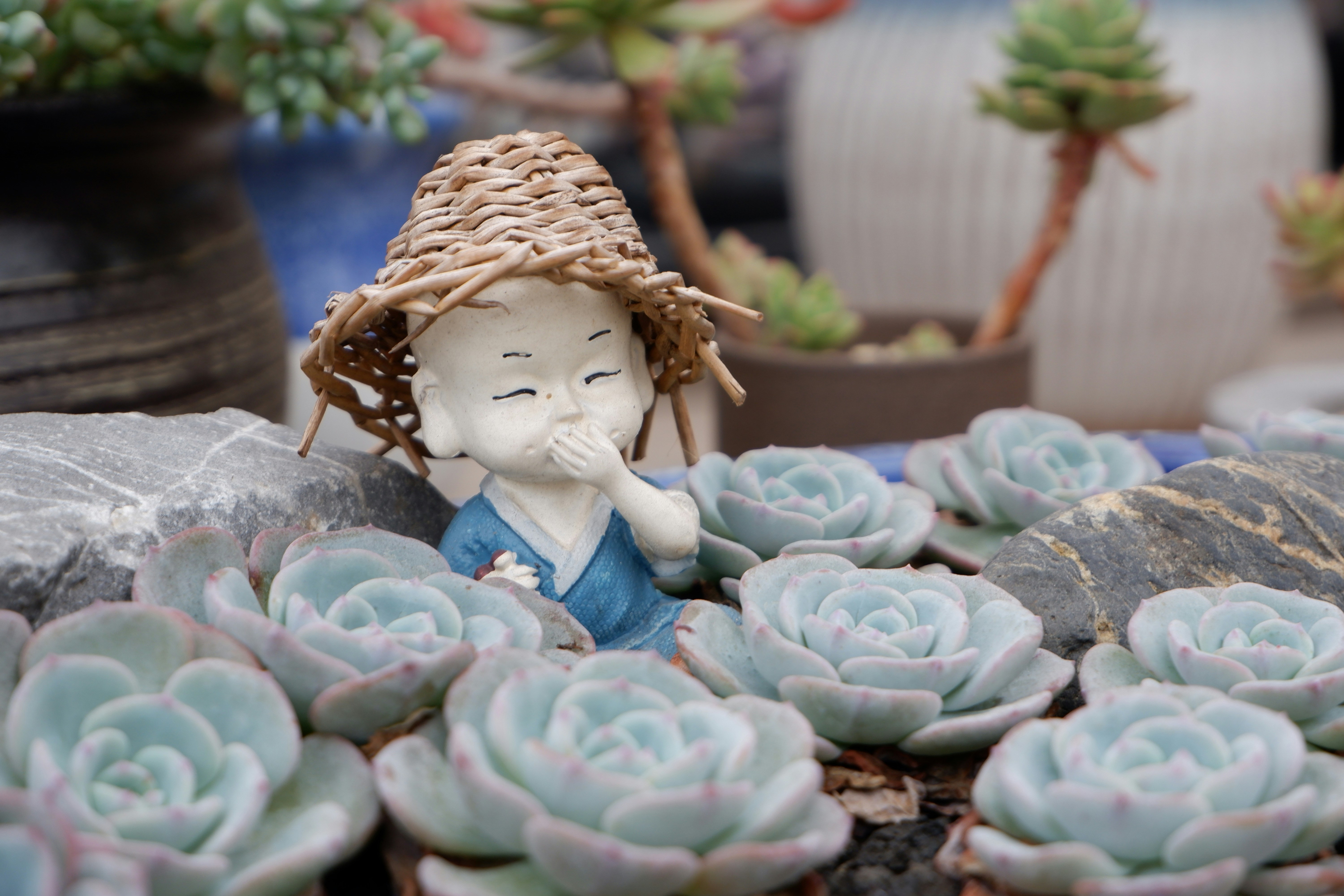 succulent