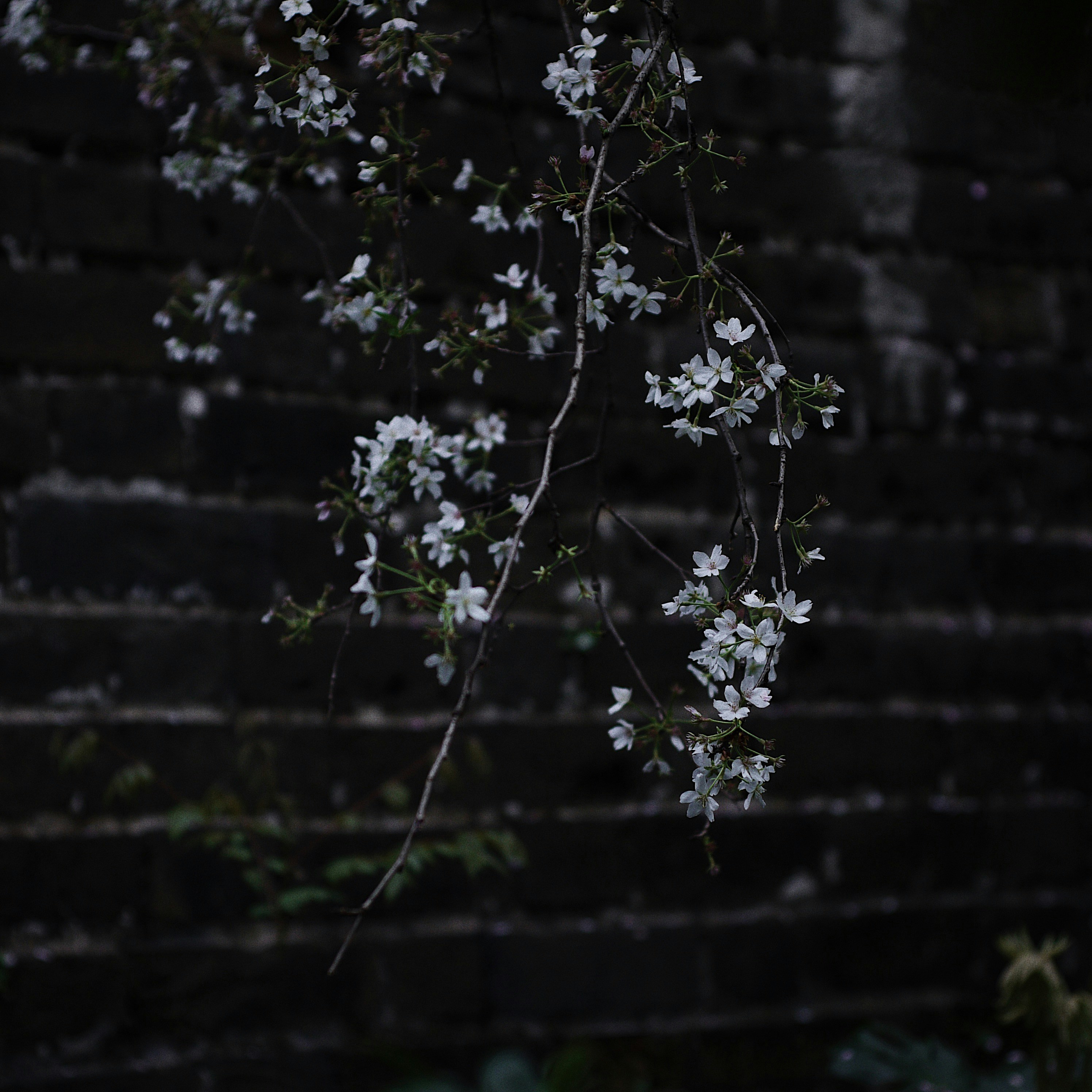 Delicate white blossoms hang against a shadowed brick wall, captured in low light to emphasize contrast.