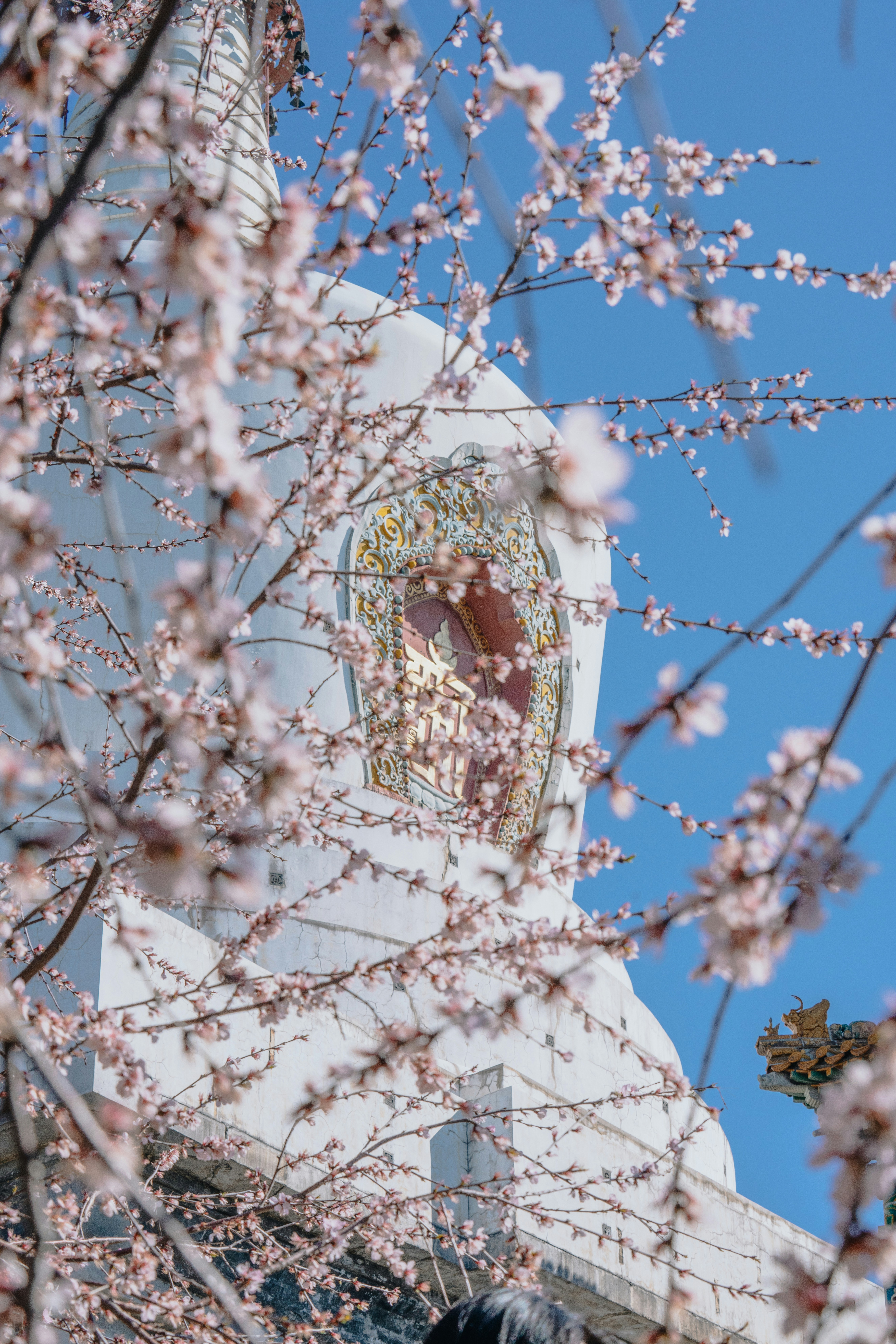 Ornate architectural detail peeks through blossoming cherry branches against a clear blue sky.