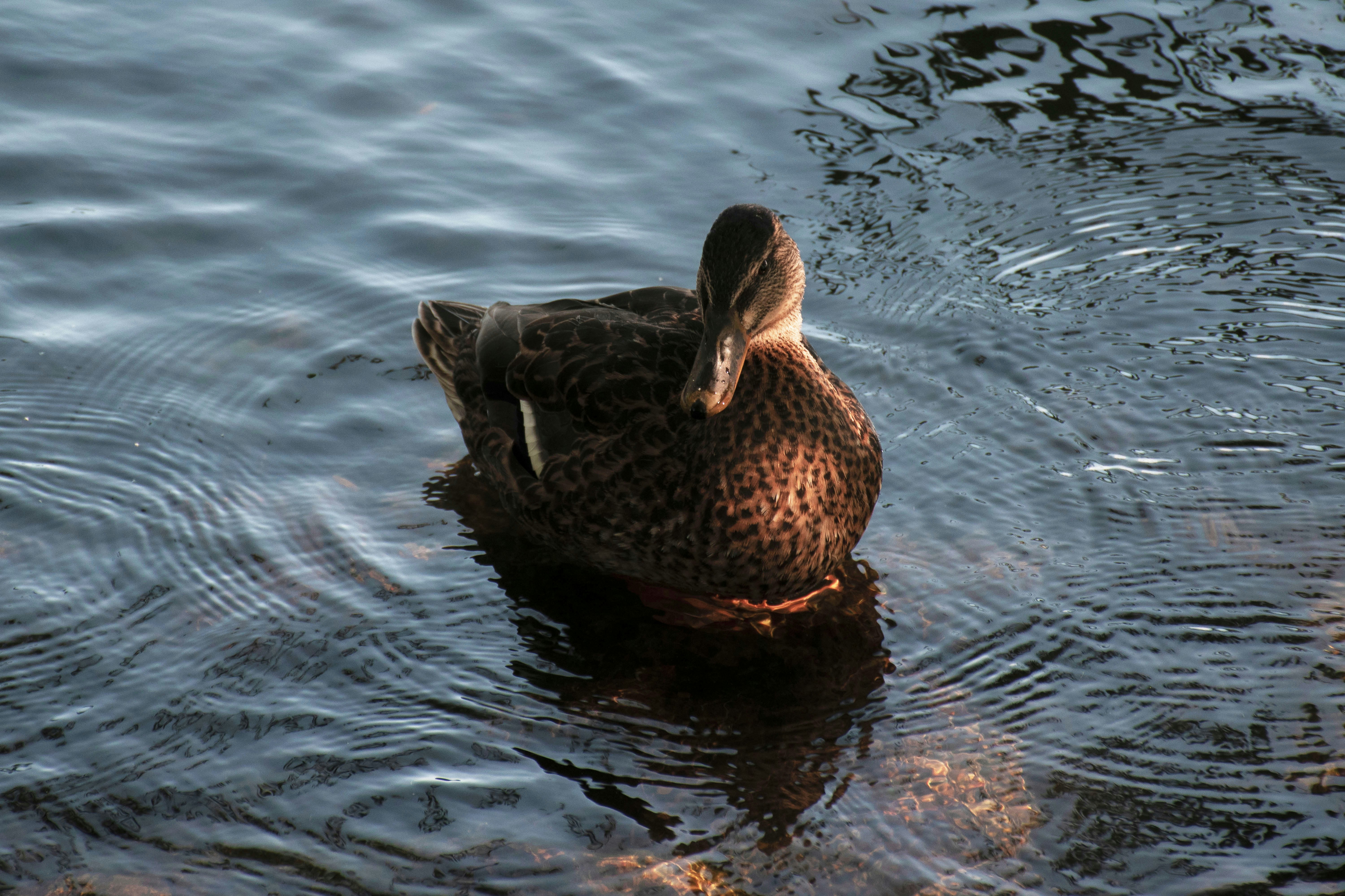 A solitary duck glides gracefully in tranquil waters, surrounded by gentle ripples reflecting the soft light.