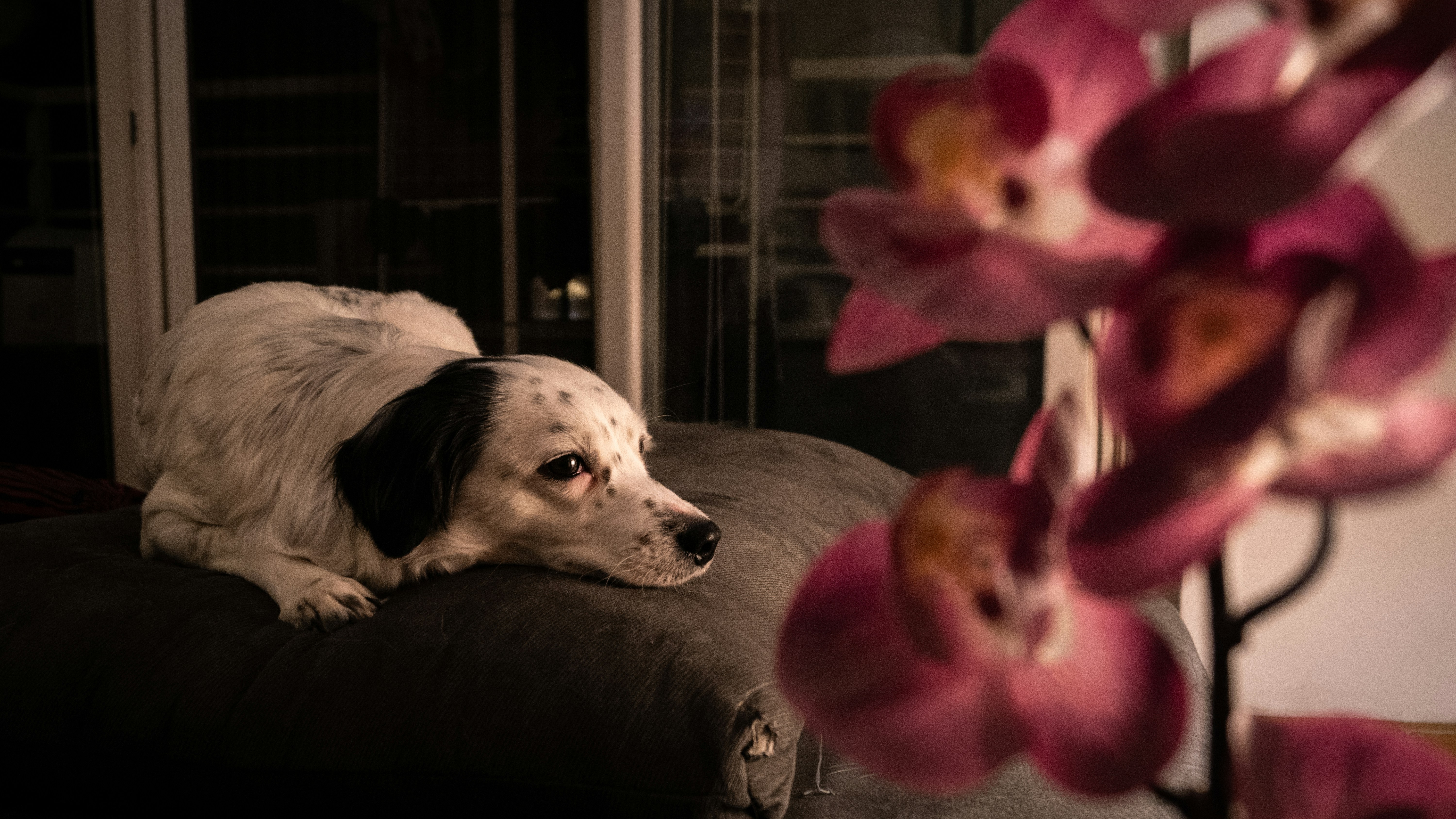 white and black short coated dog lying on bed