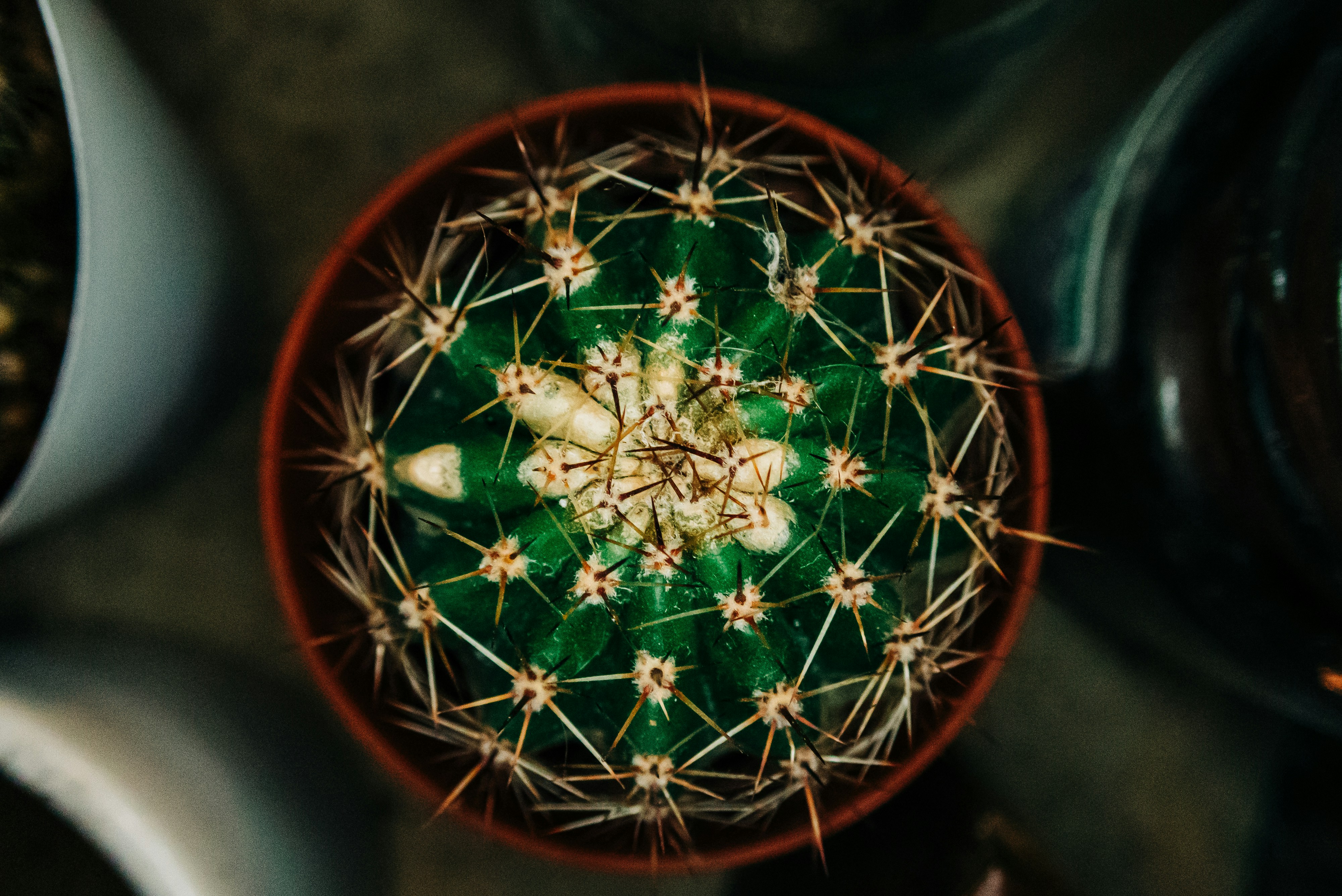 Spiny Crown: Top-Down Close-Up of a Small Potted Cactus