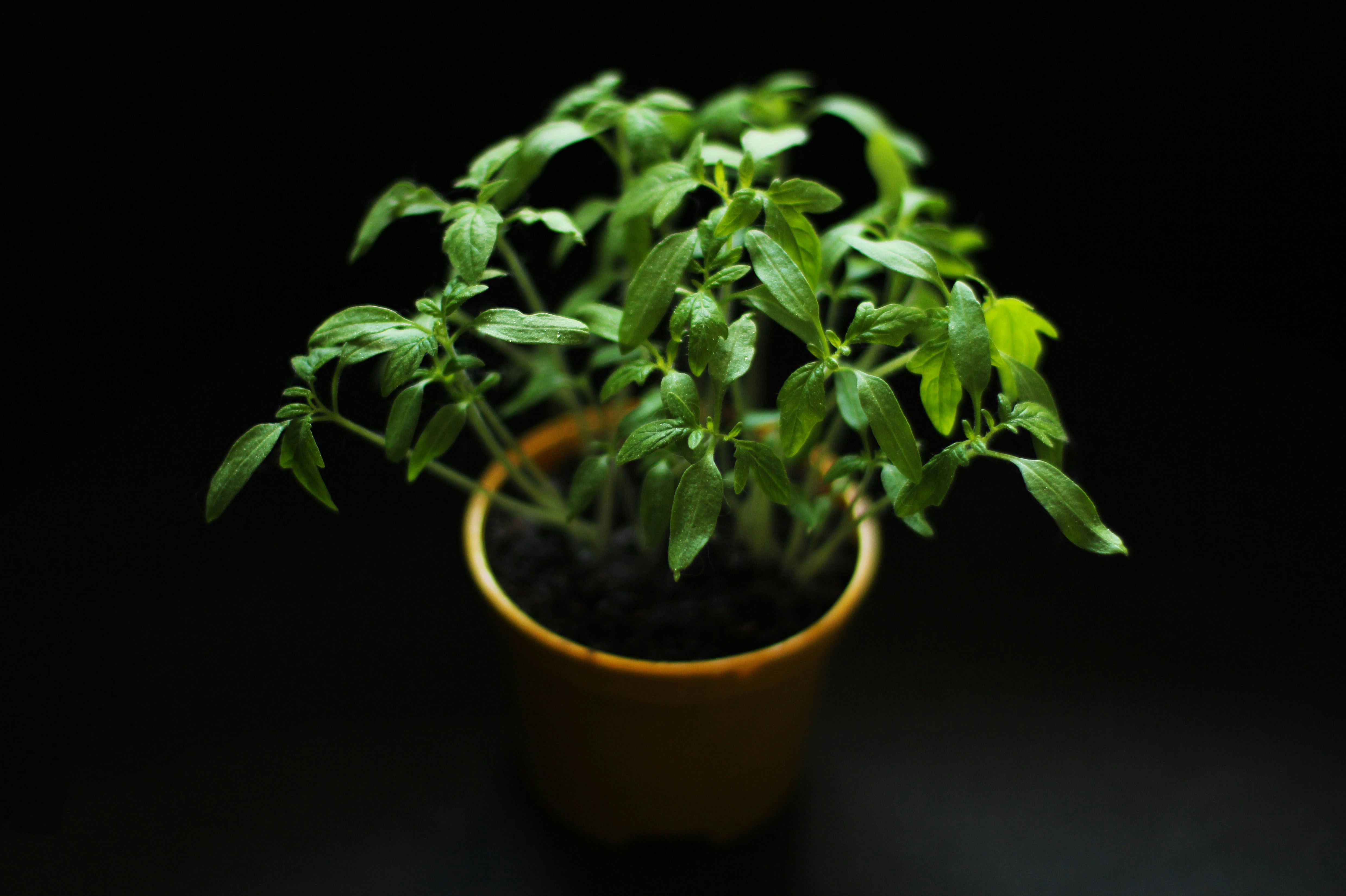 Lush basil plant in a terracotta pot, showcasing vibrant green leaves against a dark backdrop.
