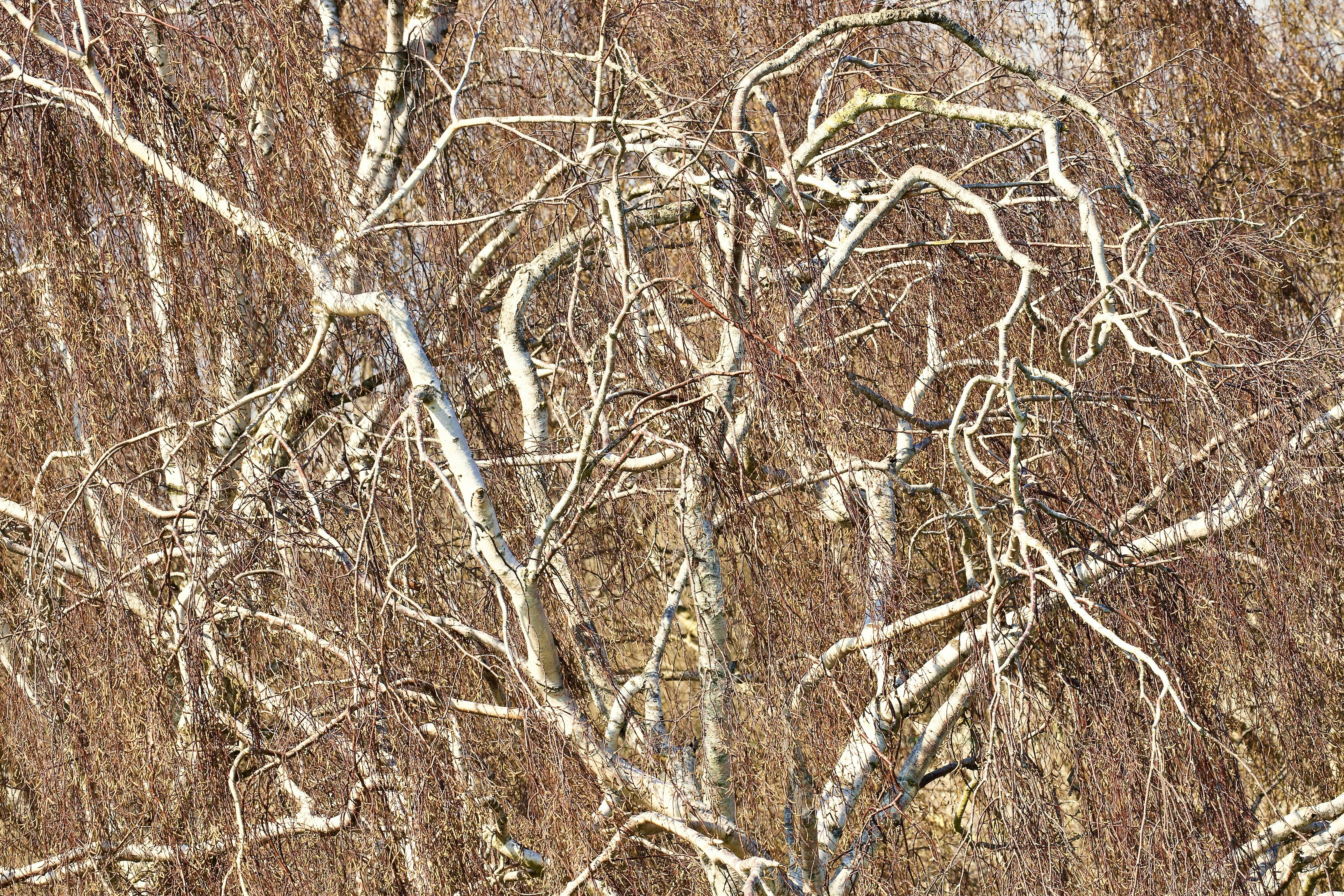 Tree photo shot on Canon EOS-1D X