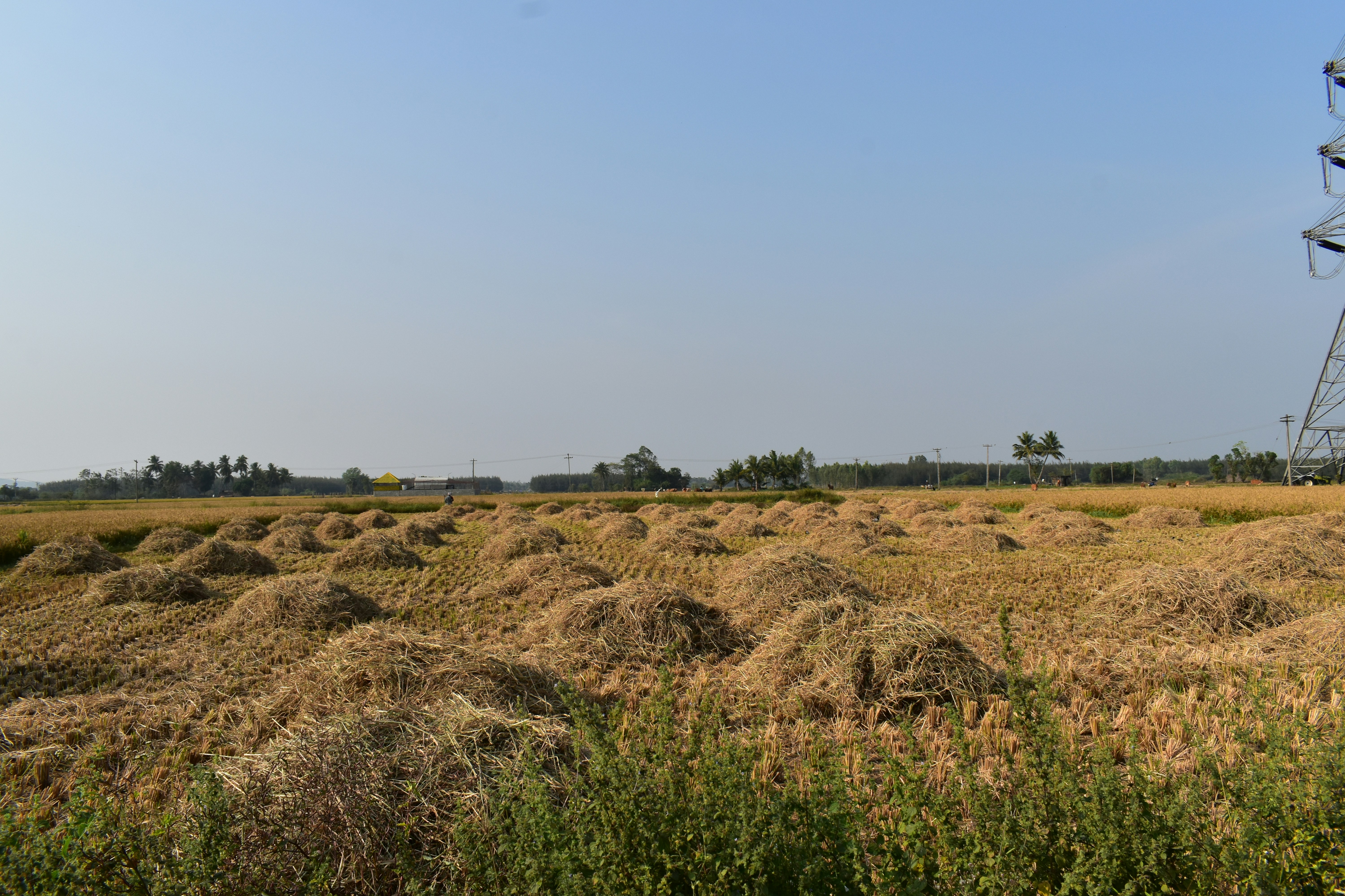 brown grass field under blue sky during daytime