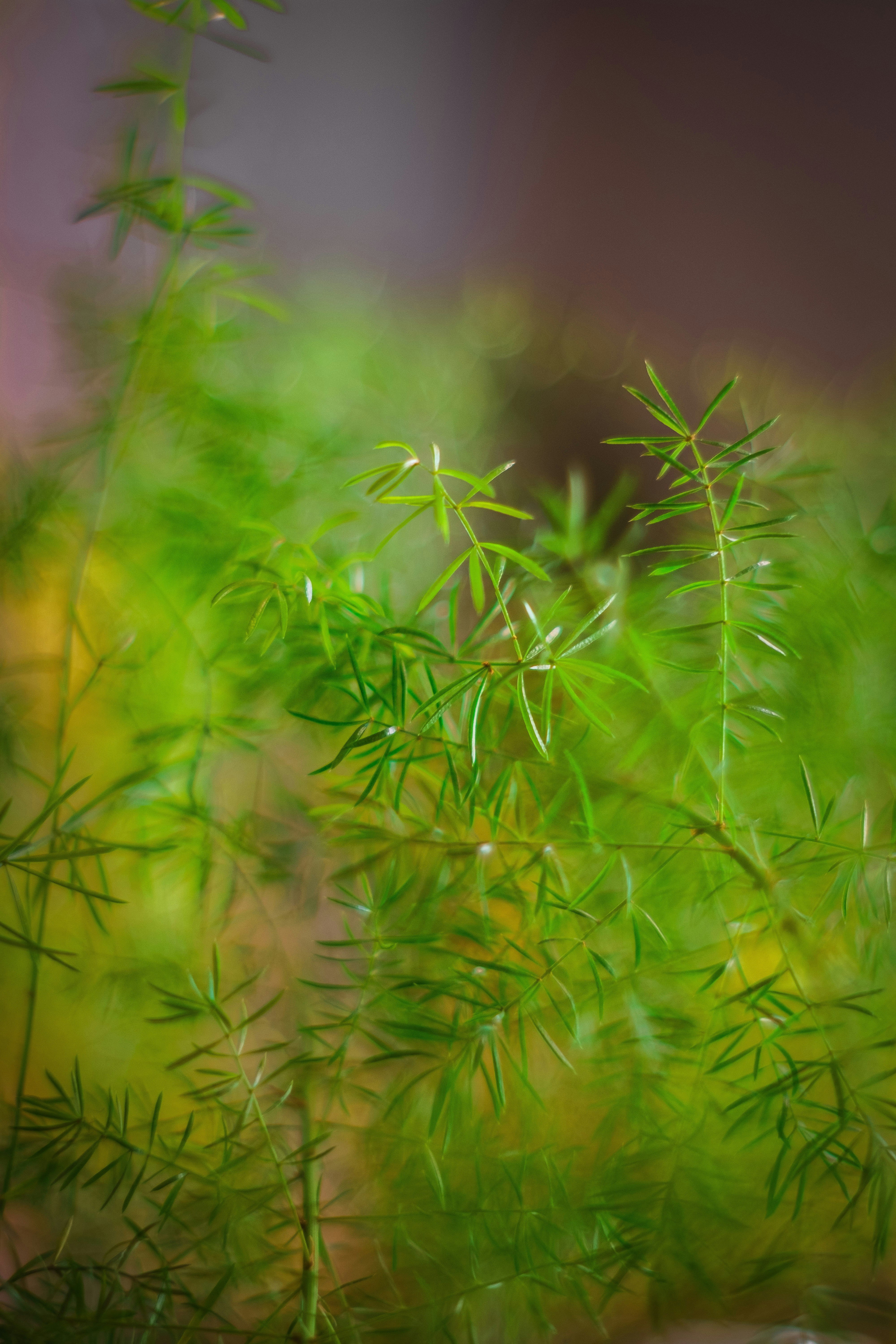 Delicate green foliage softly illuminated, creating an ethereal atmosphere. The blurred background enhances the vibrant textures of the leaves.