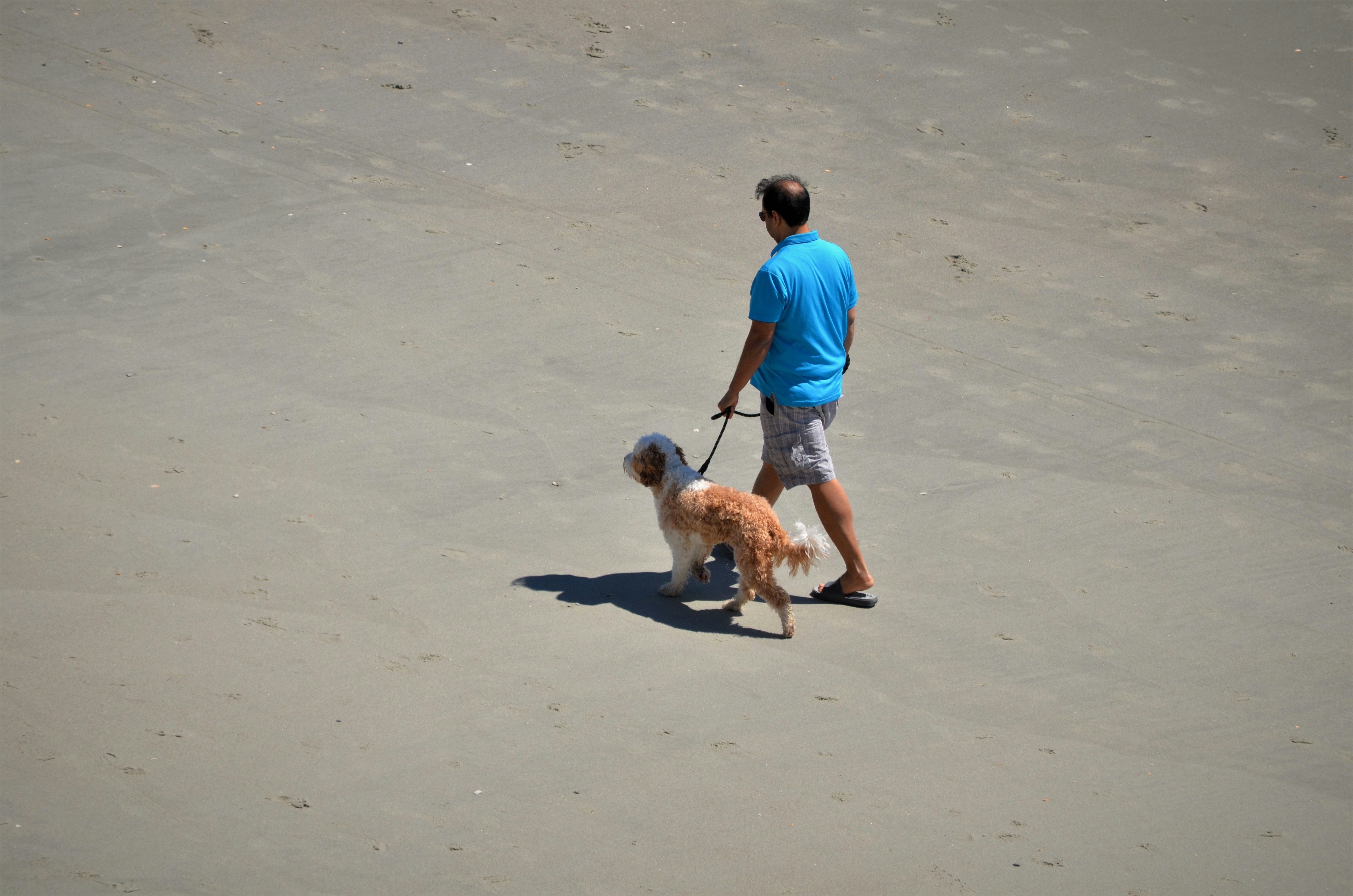 Azure Tee and a Golden Trail: A Beach Walk with Dog Across Sunlit Sand