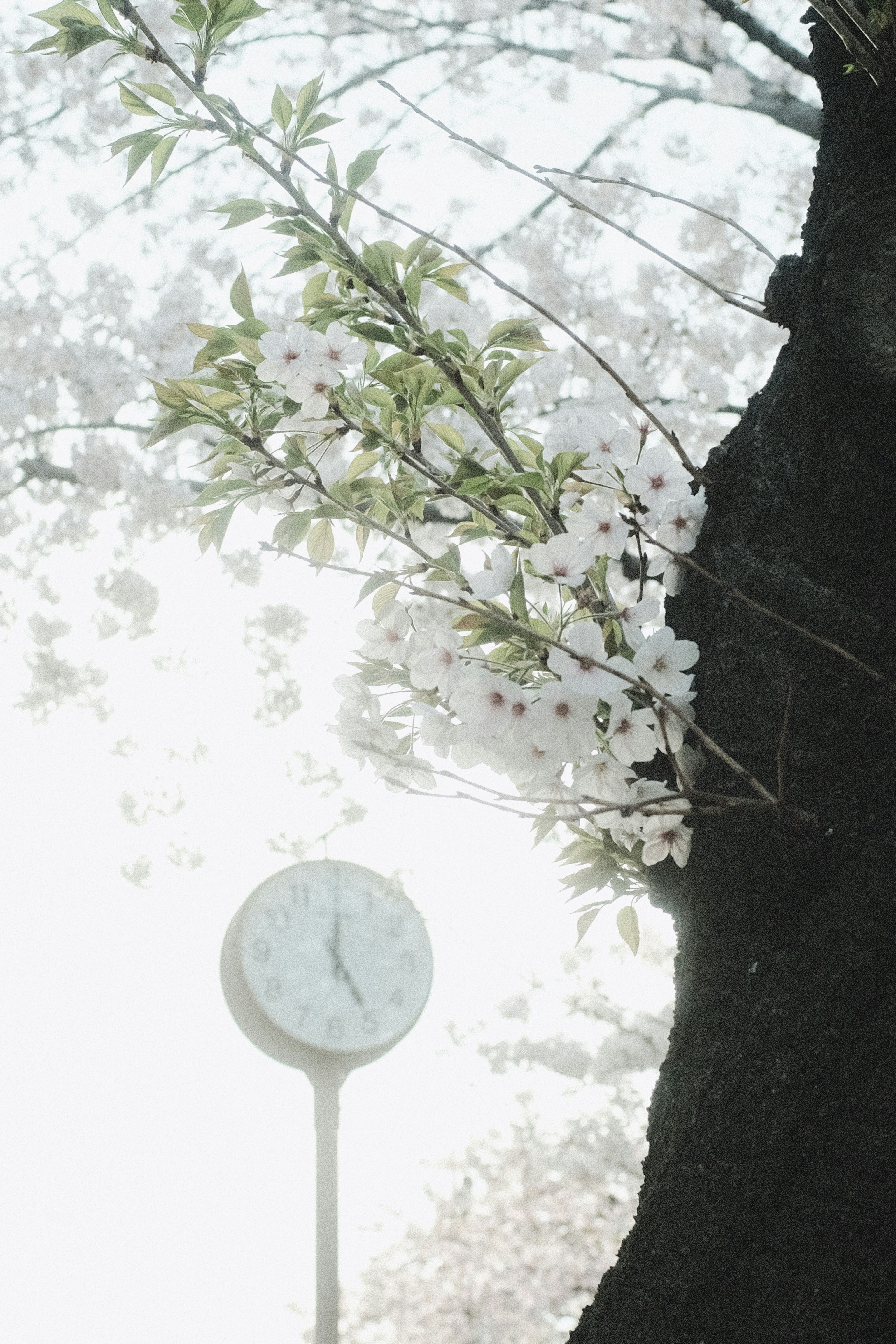 Blossoms by the Clock: Dawn Light on a Trunk