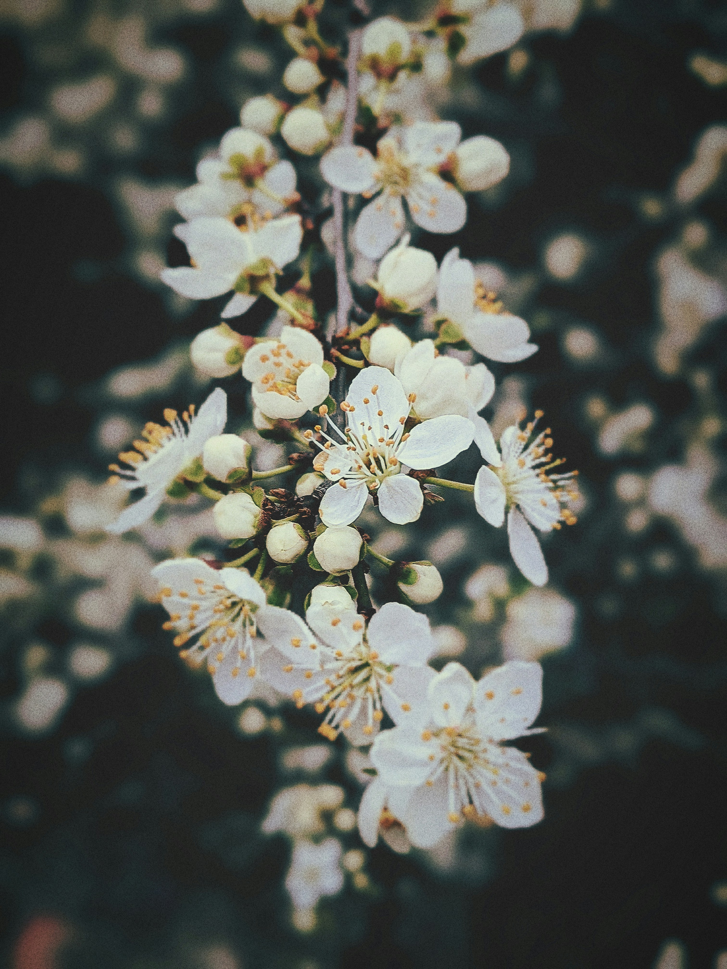 A cluster of white blossoms and budding flowers against a muted background, showcasing the beauty of spring's arrival.
