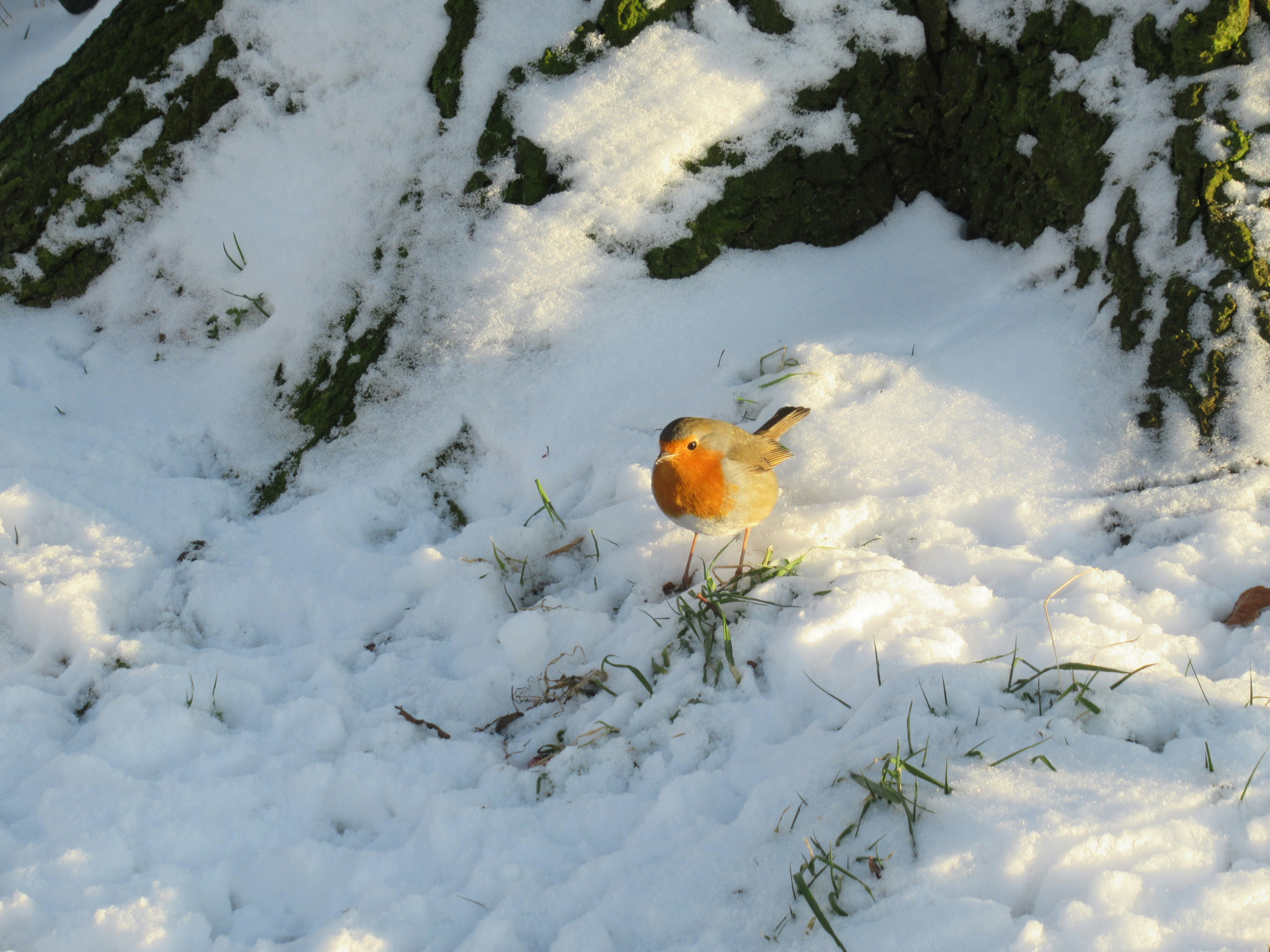 A robin perched on the snow-covered ground near a tree, showcasing its vibrant orange breast amidst the winter landscape.