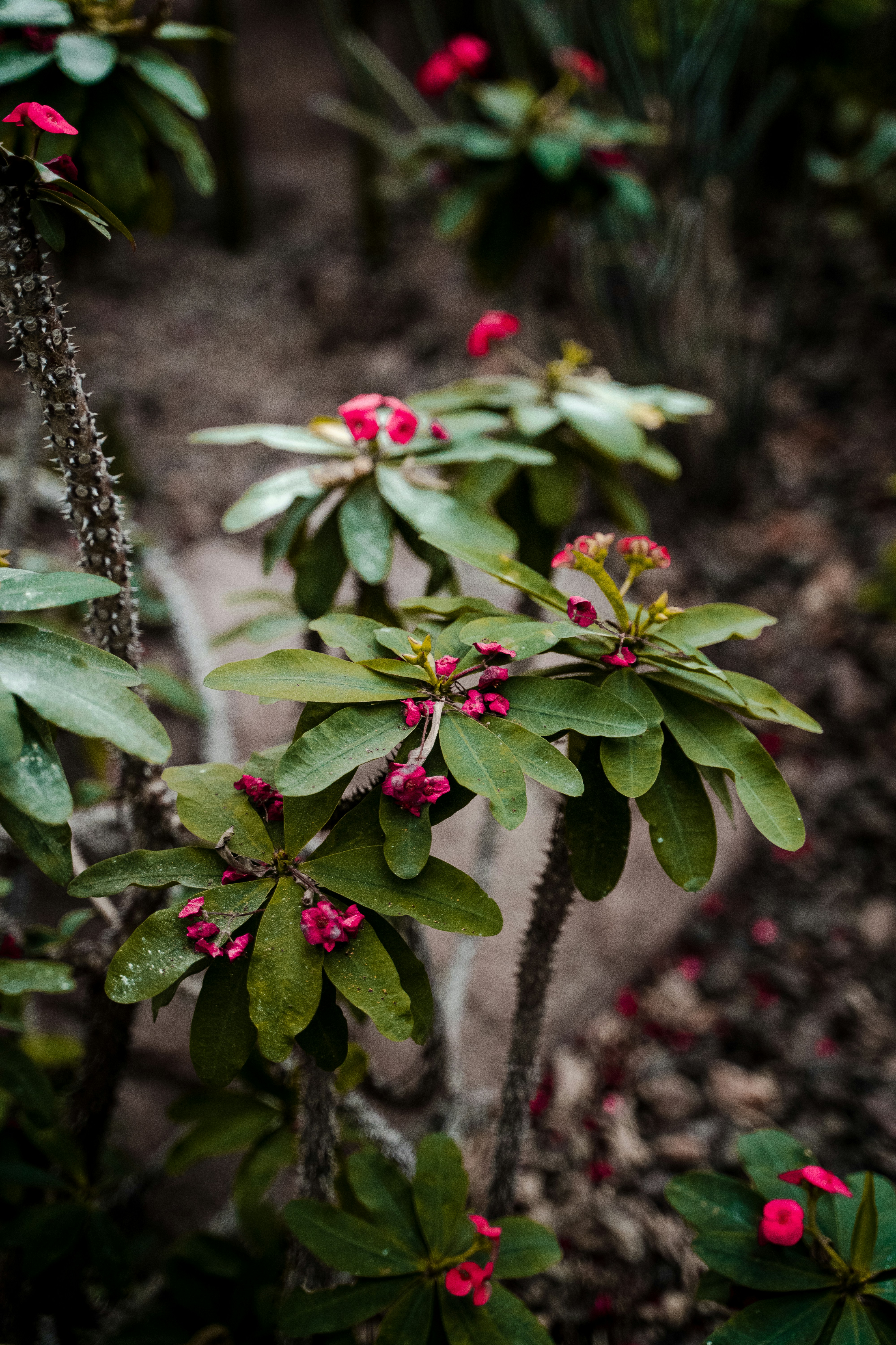 Petals in the Shade: a Quiet Pink Moment Along a Mossy Stem