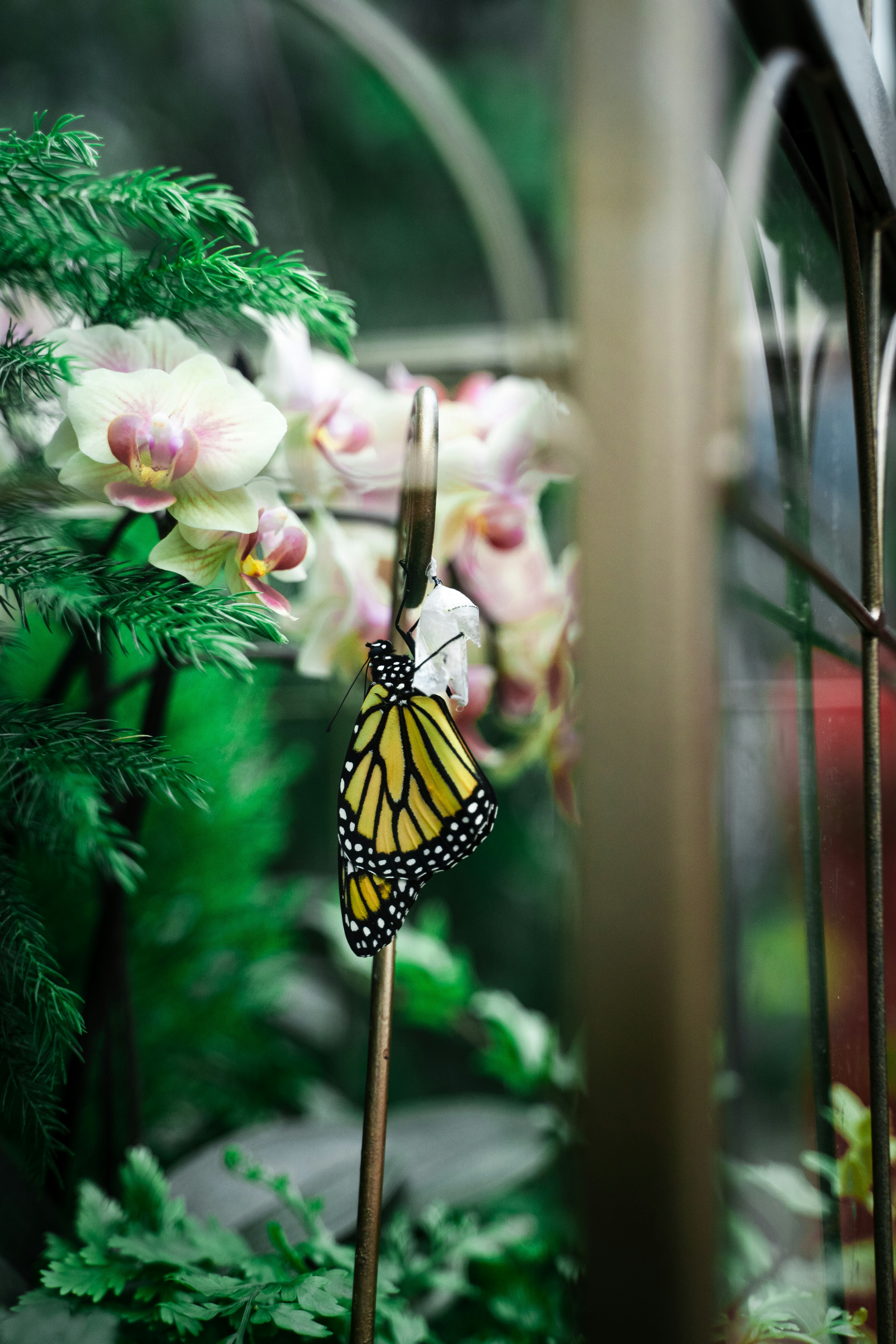 Black and orange butterfly emerging from chrysalis