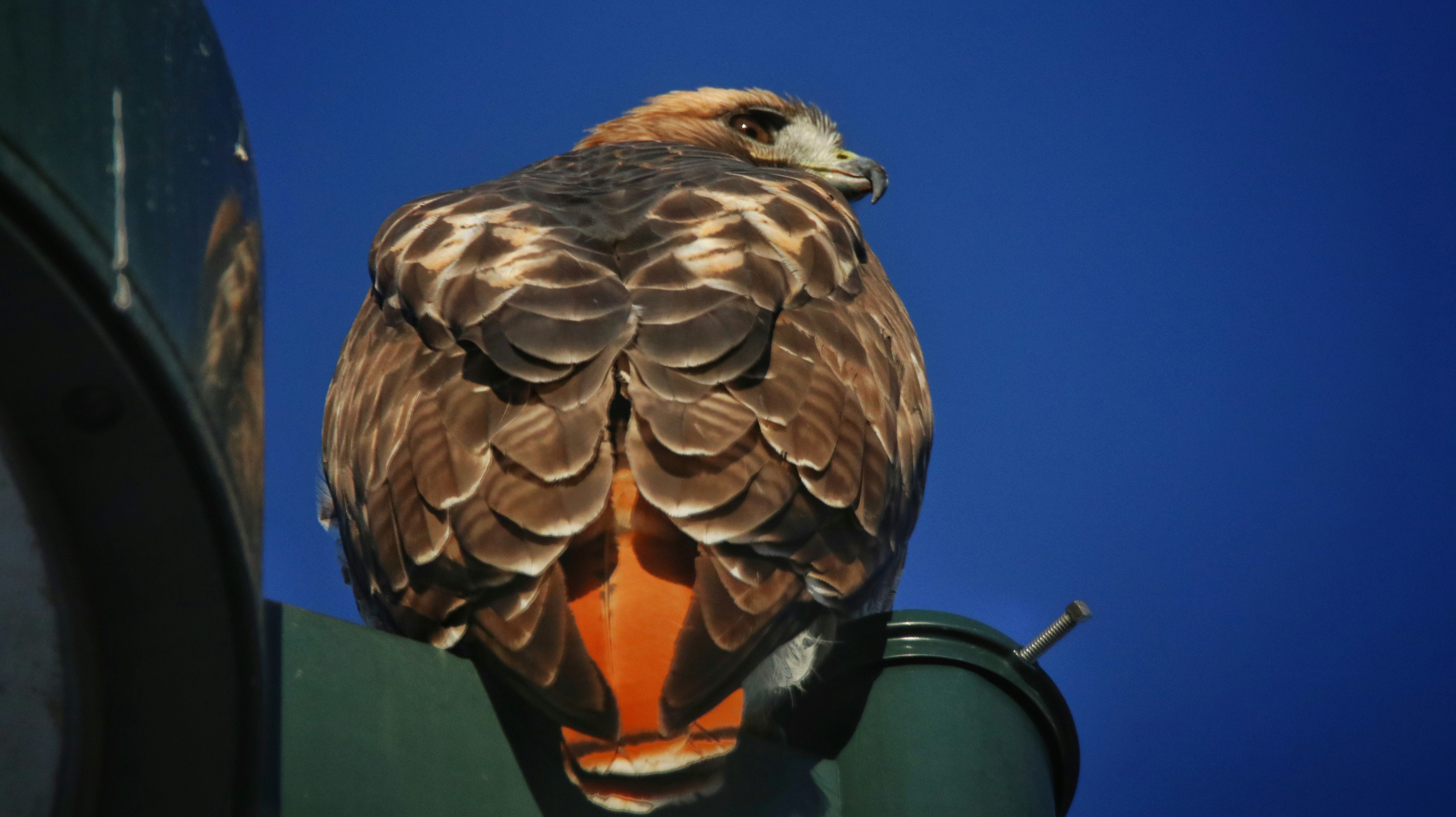 Rooftop Sentinel: Brown Hawk Perched on a Green Vent Under a Cobalt Sky