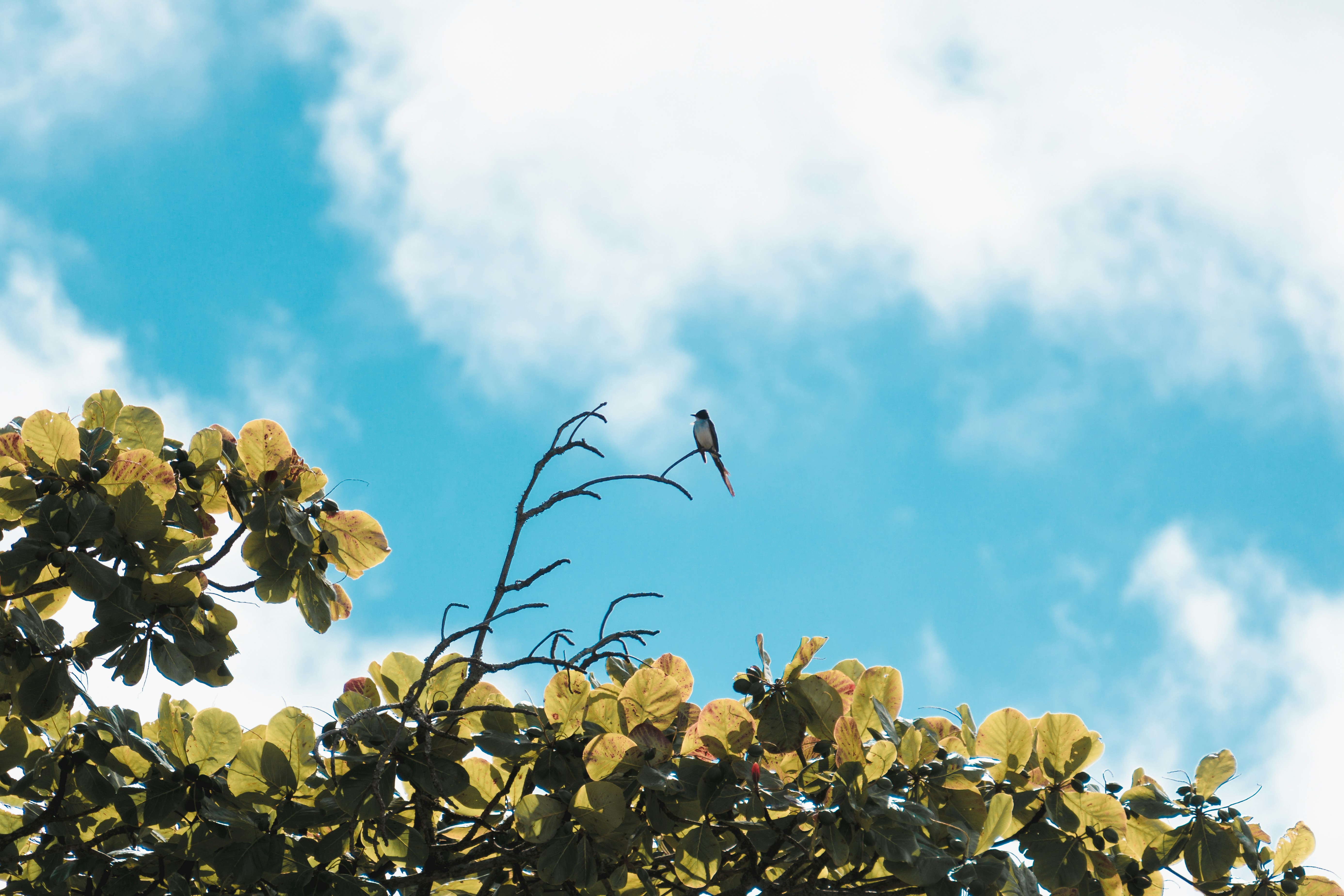 Cerulean Sky and the Leafy Edge: A Solitary Songbird