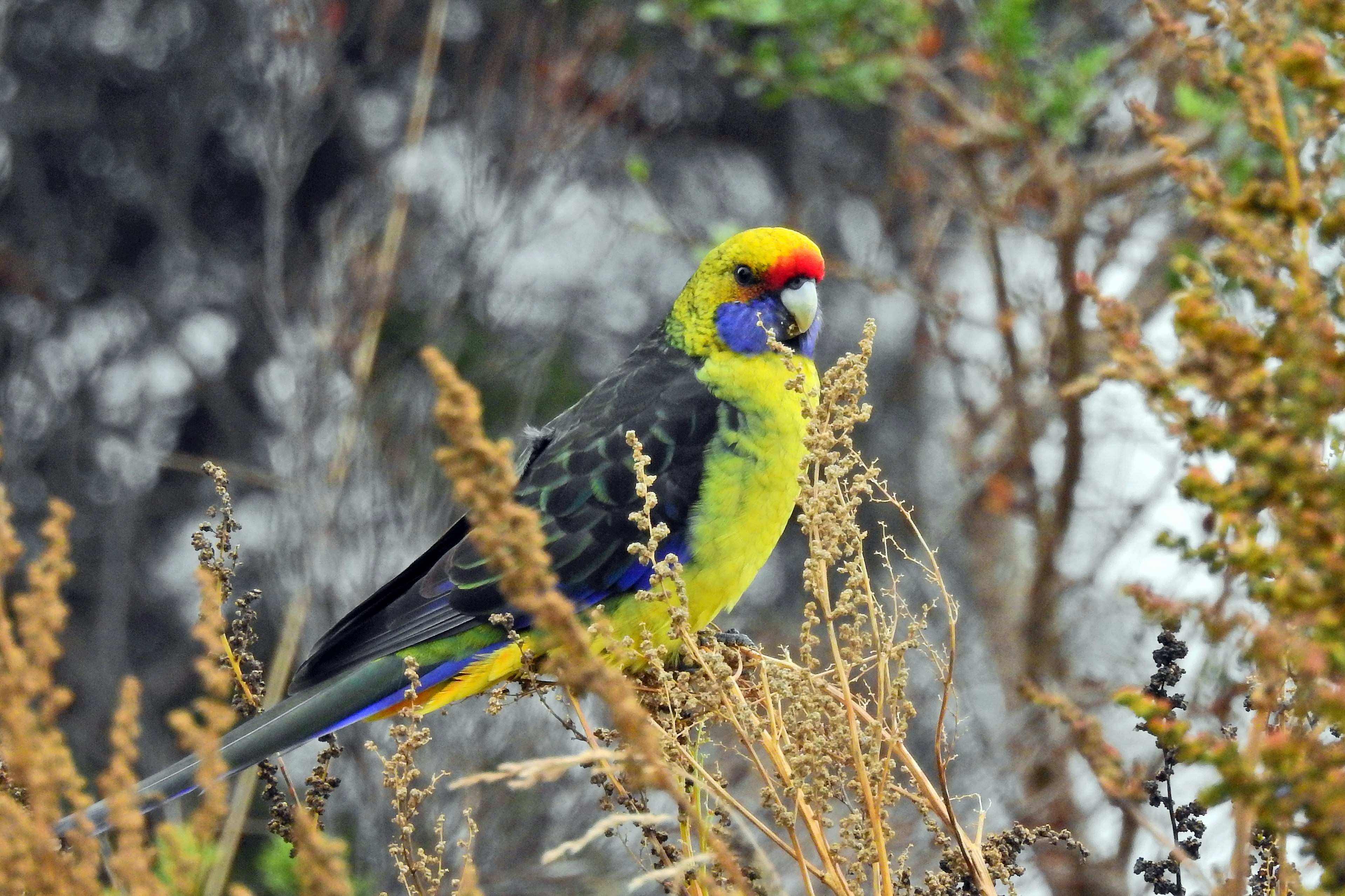 Colorful parrot perched among dry grass, showcasing its vivid plumage against a blurred natural backdrop.