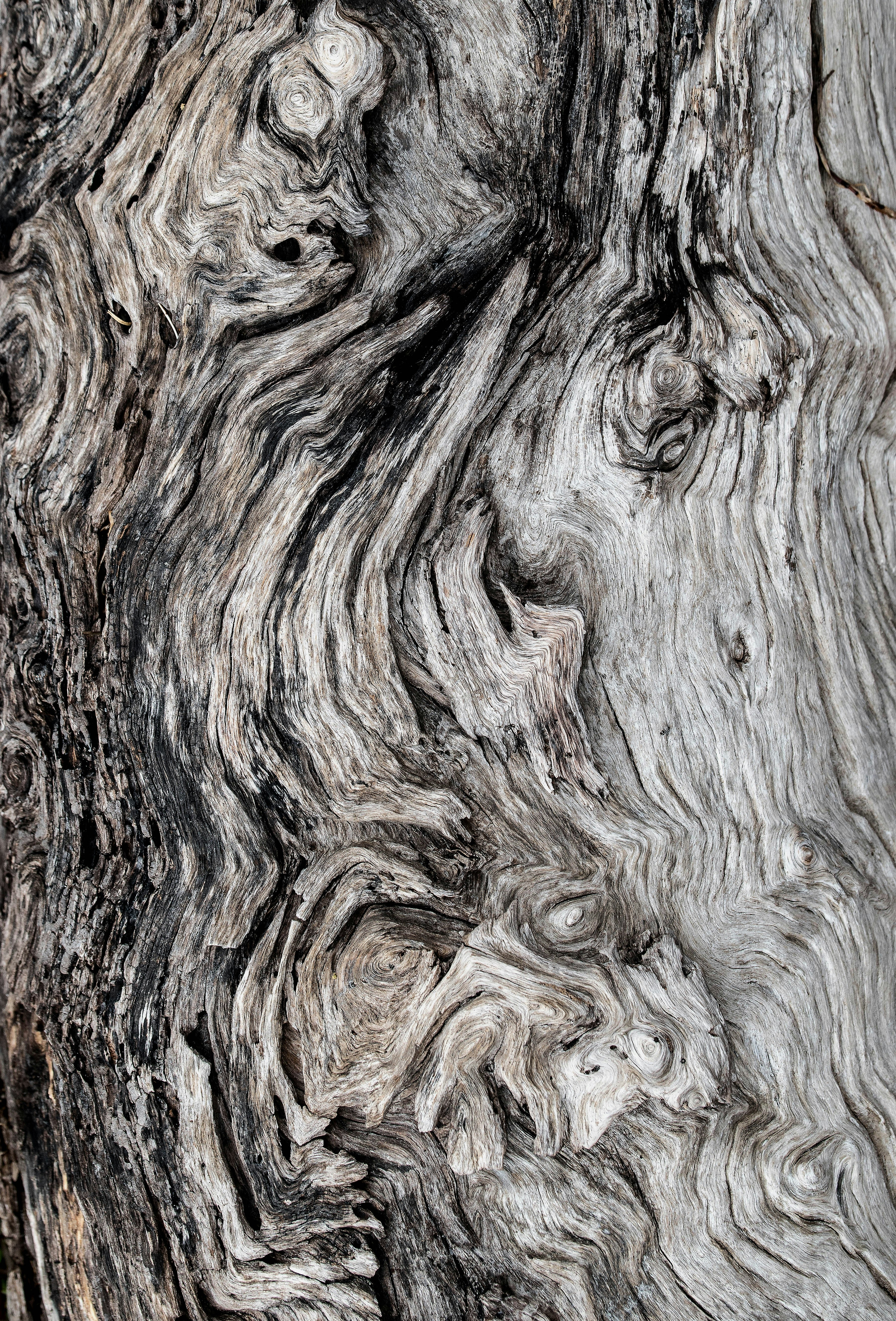 Wood Tree Pictures | Download Free Images on Unsplash