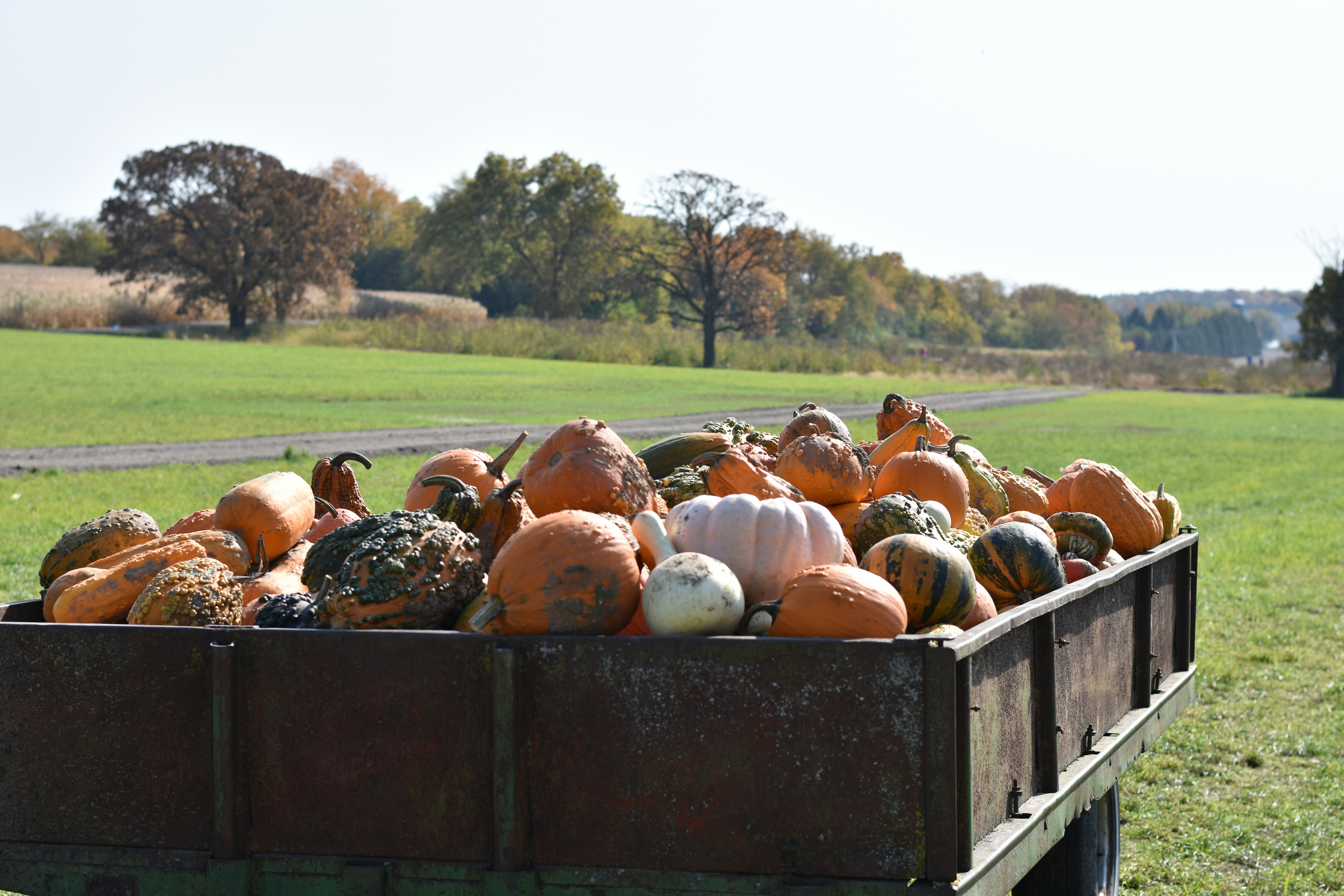 A wooden cart filled with a variety of pumpkins, showcasing the vibrant colors and textures of autumn harvest against a serene rural backdrop.