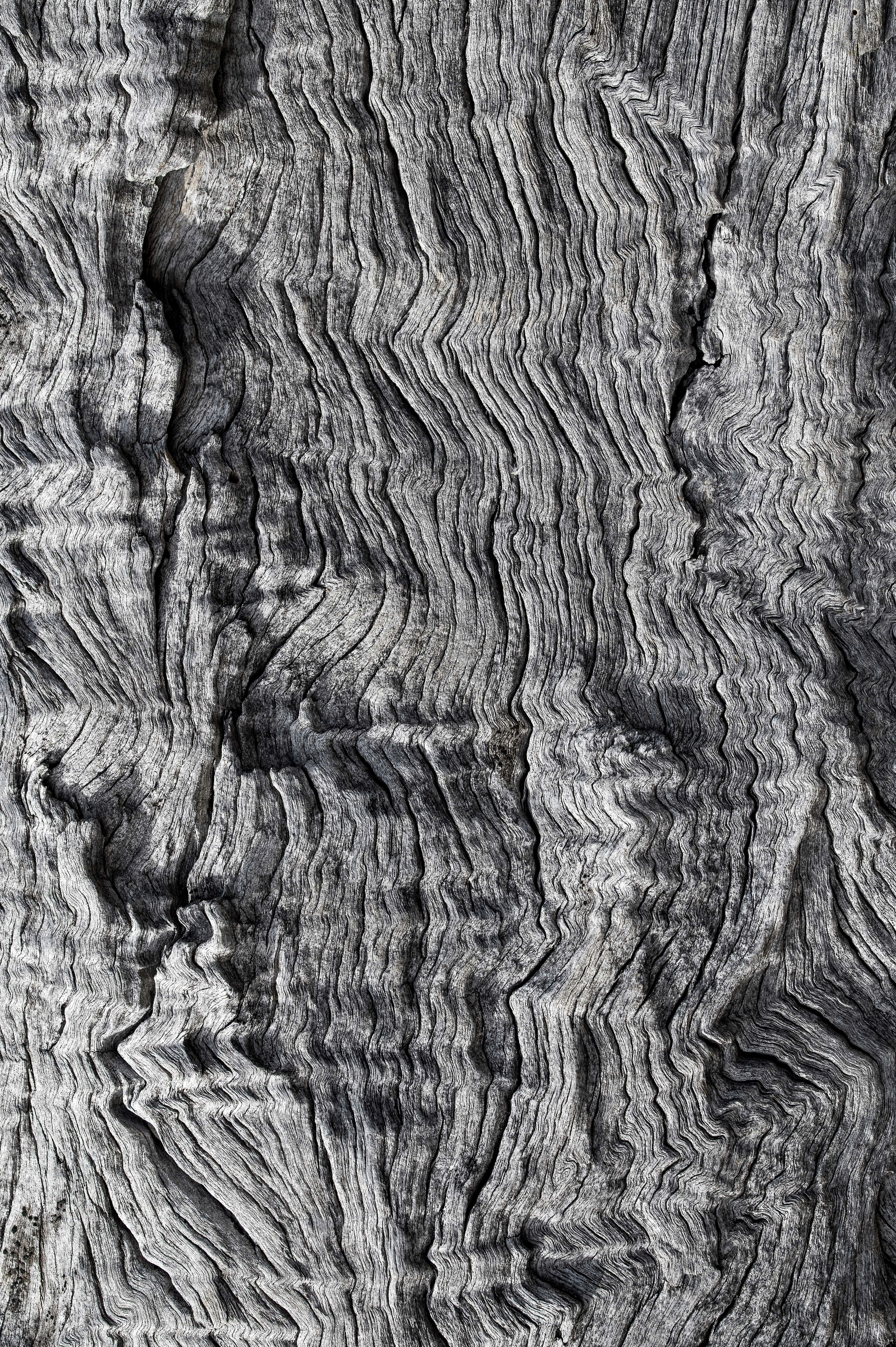Grey and black tree trunk photo – Free Tasmania Image on Unsplash