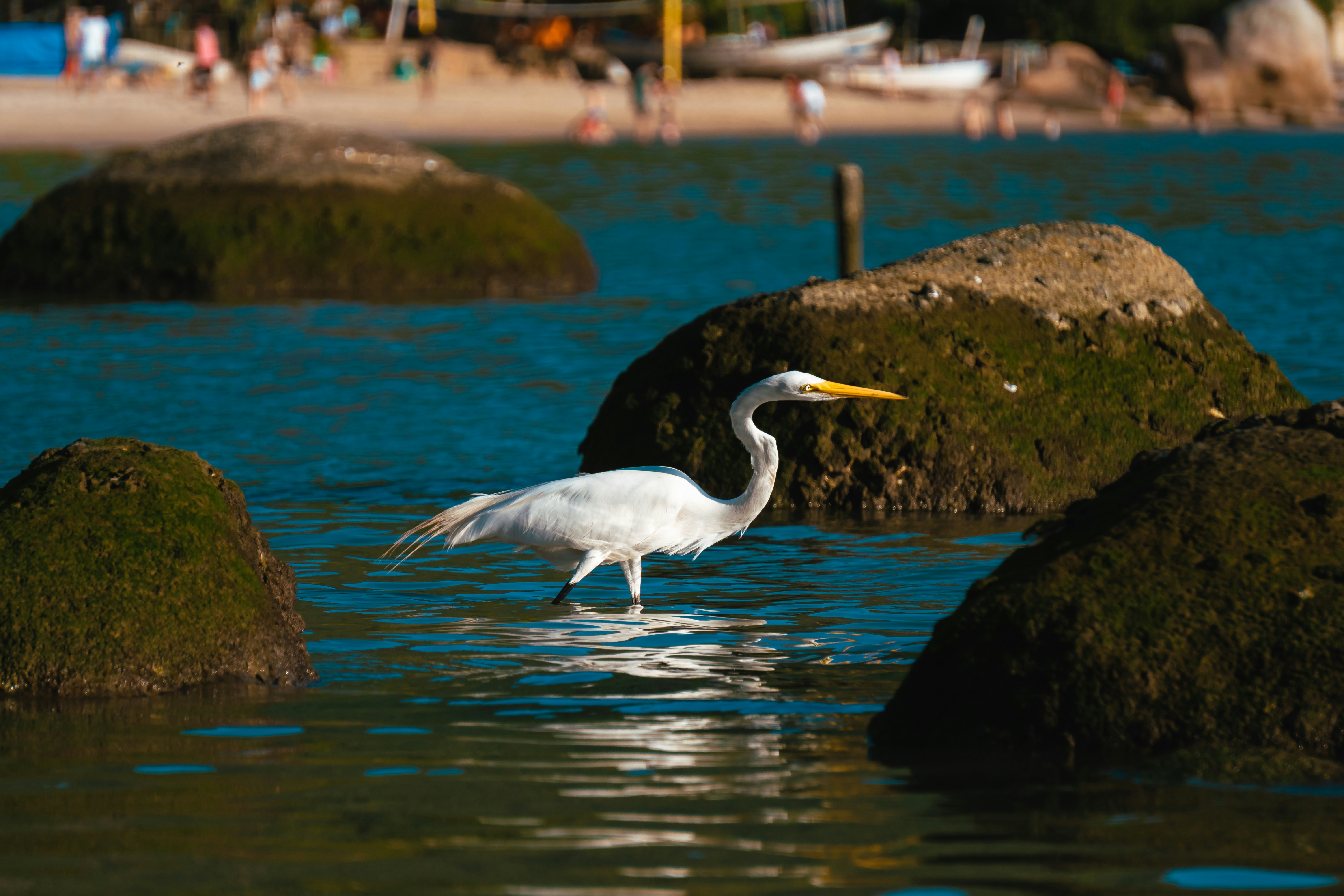 Egret Among Mossy Rocks: A Quiet Tide Portrait