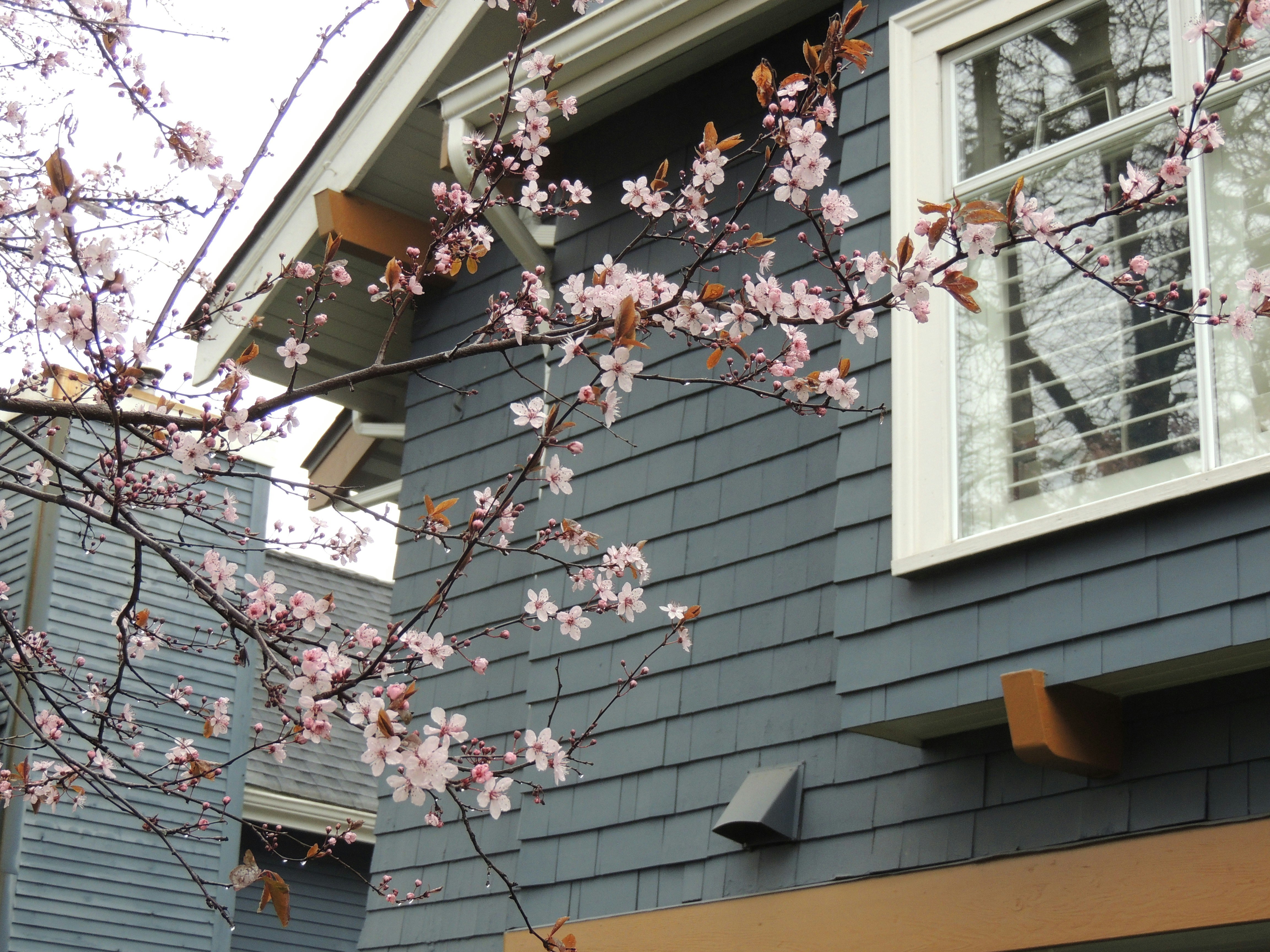 pink and white flower on brown tree branch