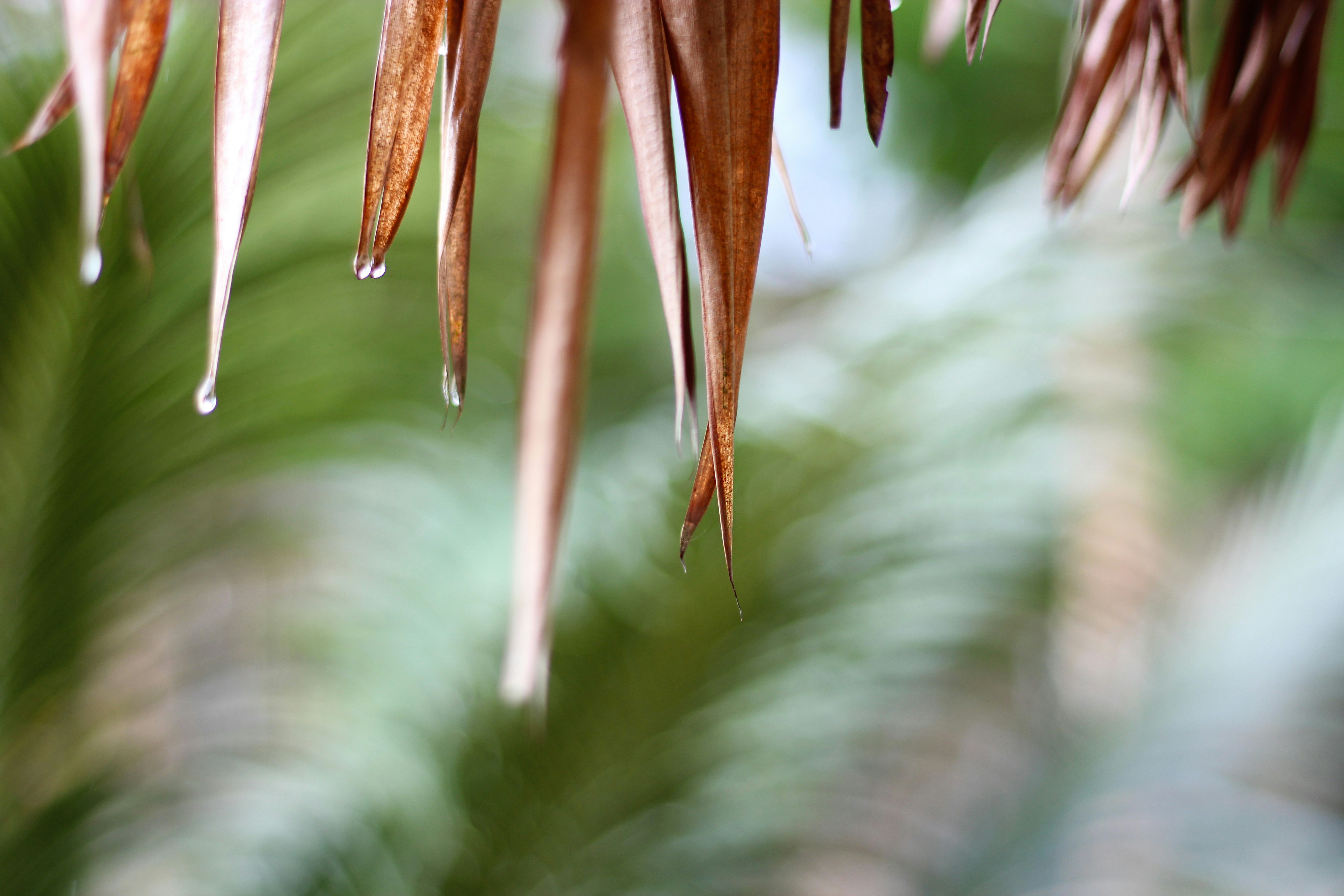 Teardrop Diamonds on Palm Spikes: A Quiet Macro Moment