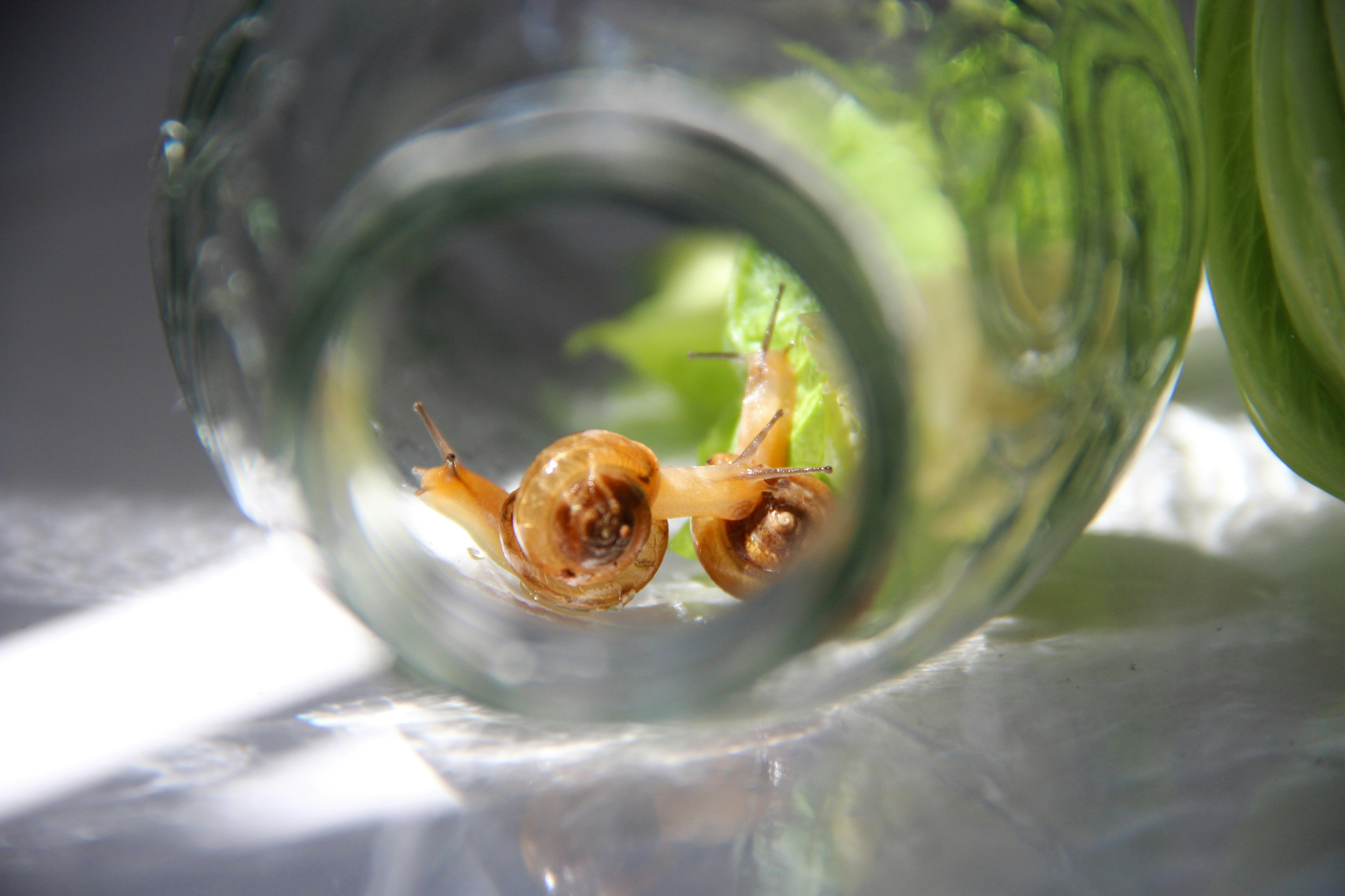 Snails in a Glass Microhabitat — A Close-Focus Portrait Inside a Bottle Frame