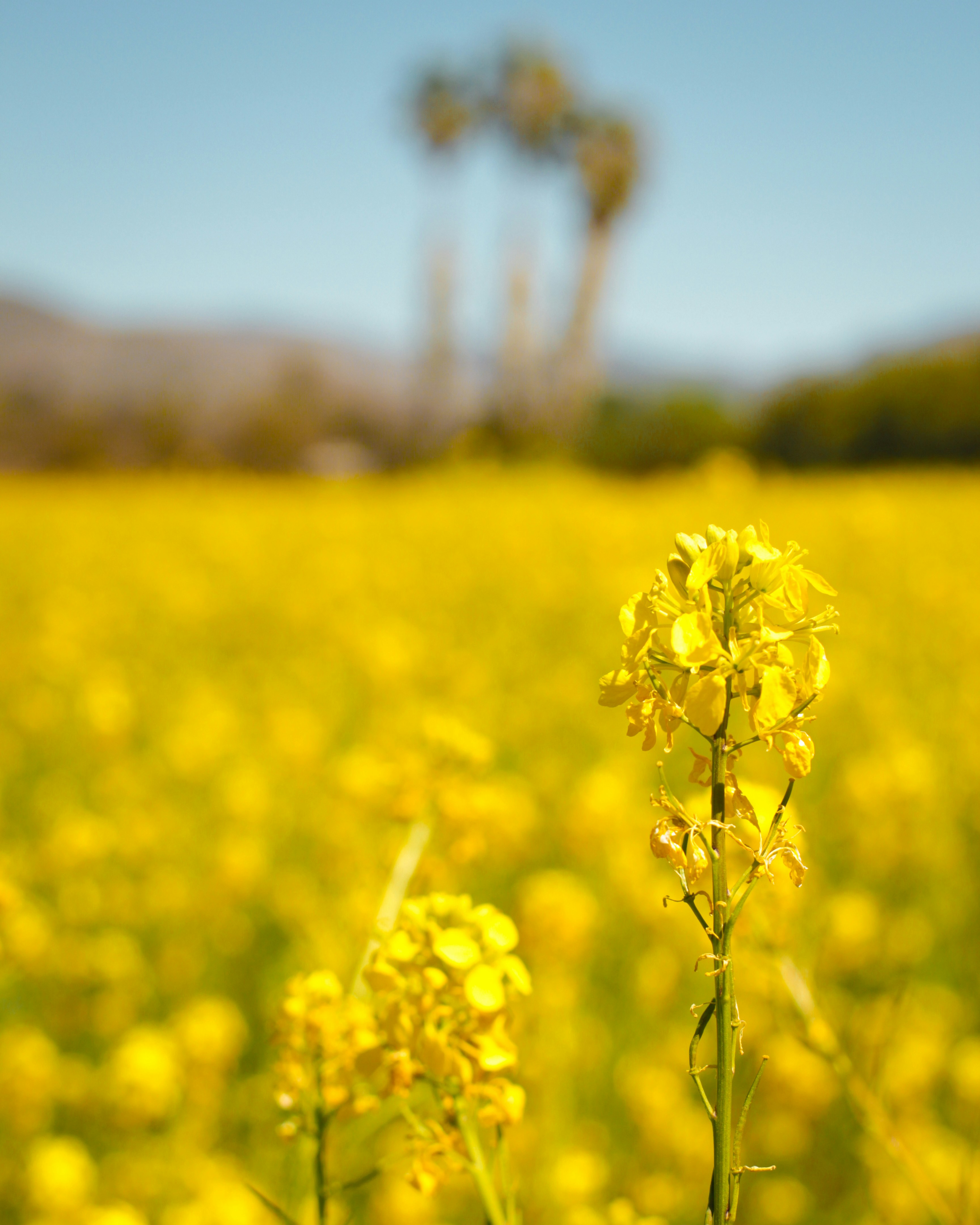 Golden Solitude: close-up canola bloom in a sunlit sea of yellow