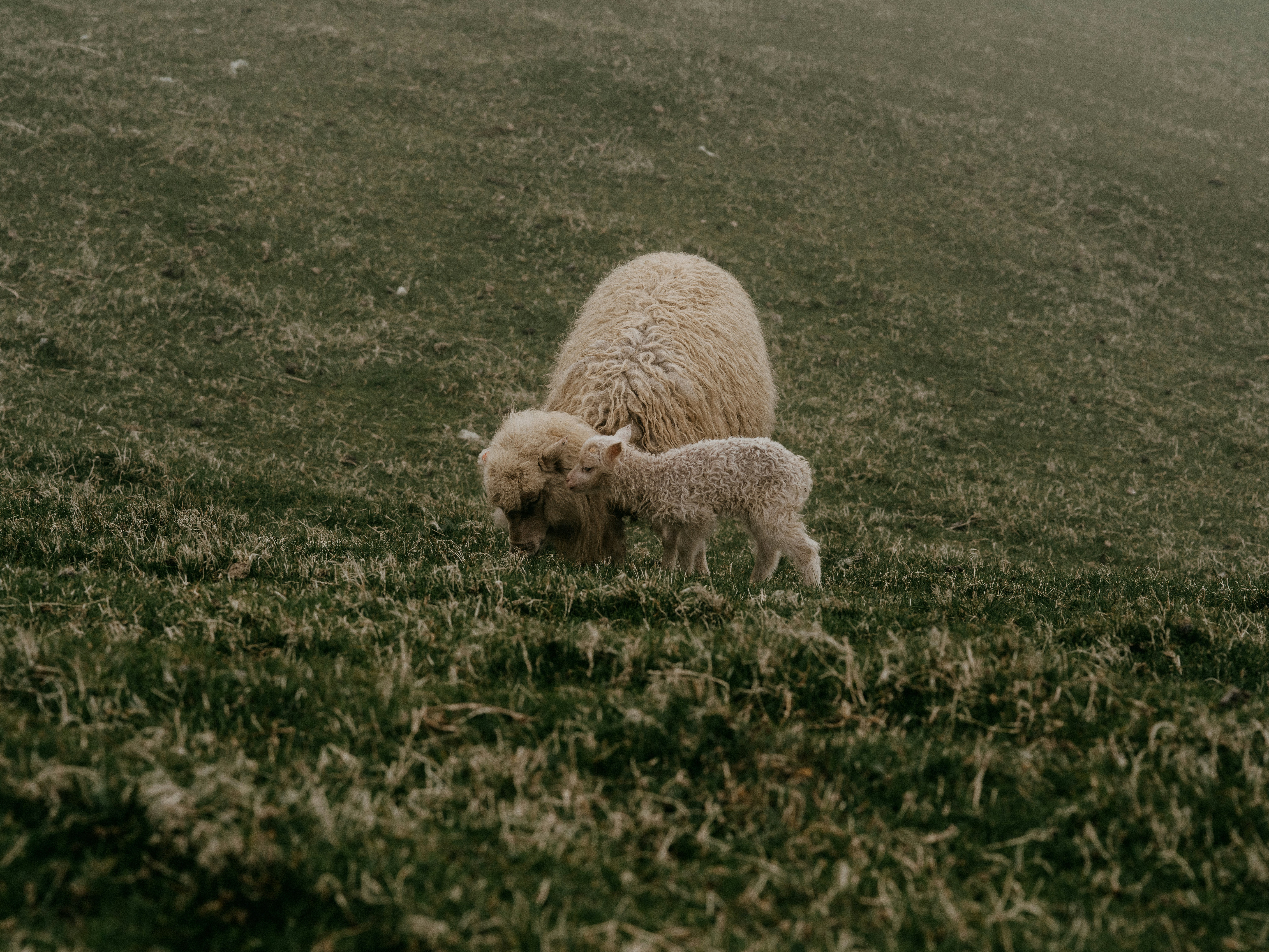 Brown sheep on green grass field during daytime photo – Free Animal ...