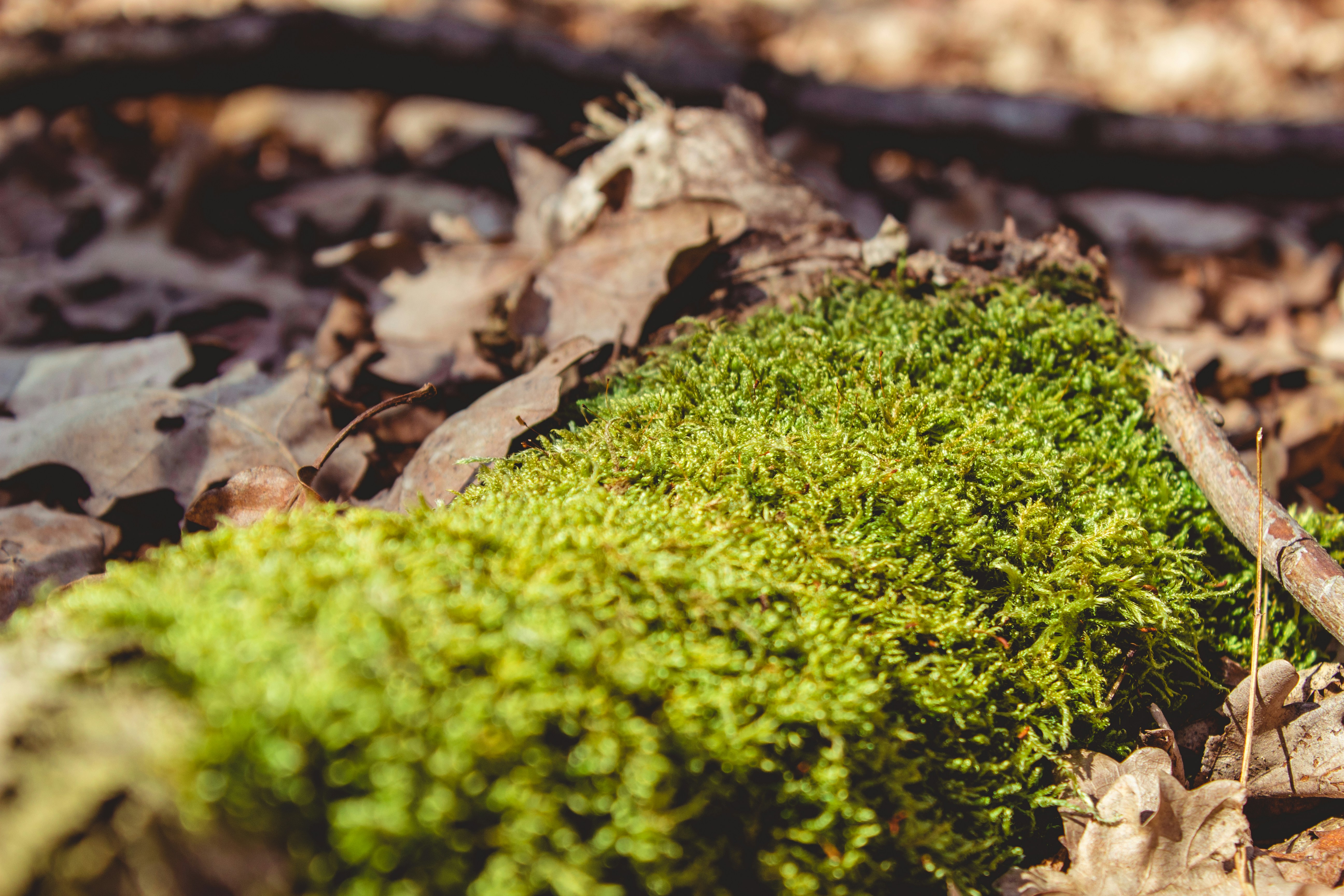 Lush green moss blankets a fallen log, surrounded by dried leaves in a sunlit forest setting.