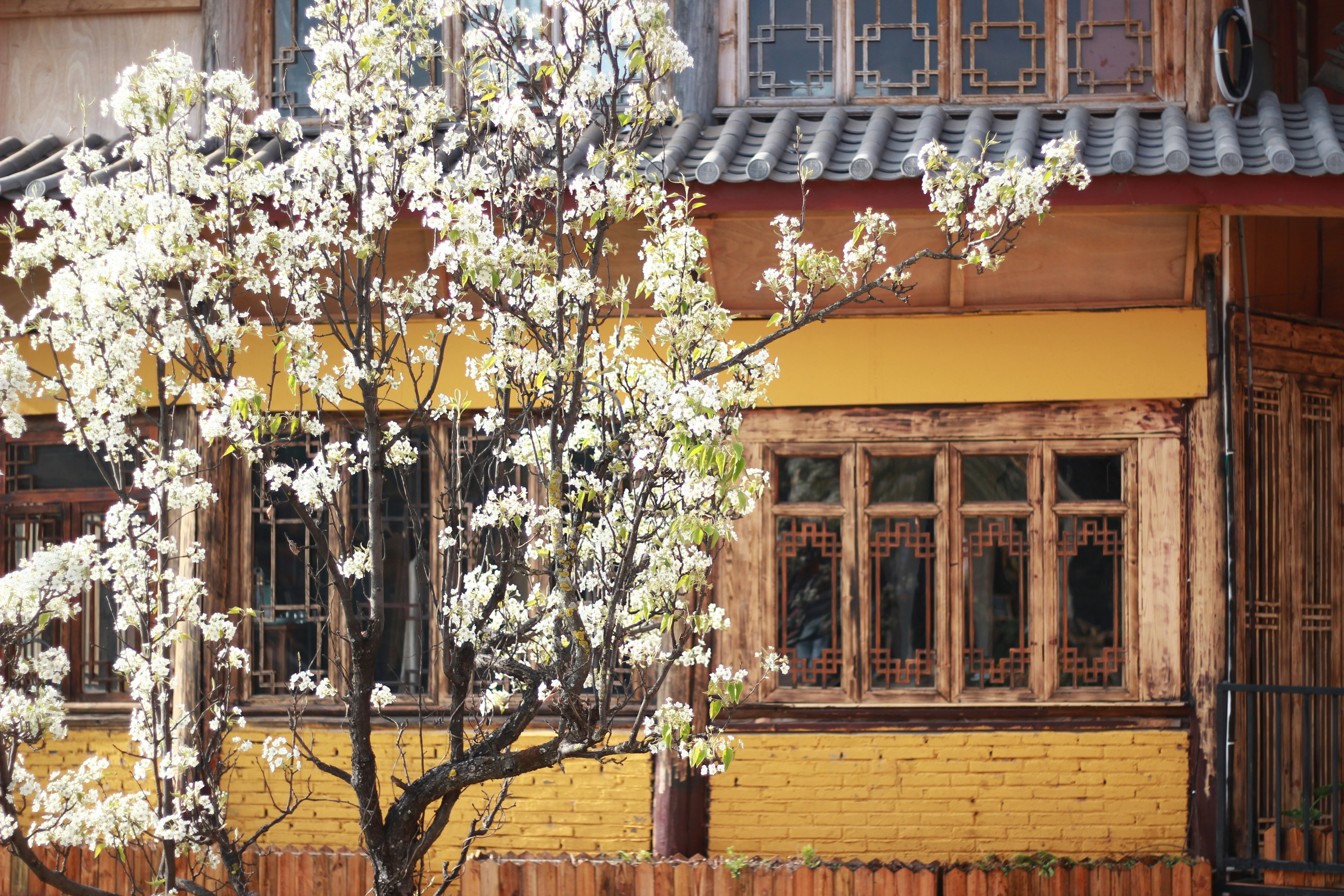 White blossoms bloom in front of a rustic wooden house with yellow walls and wooden windows.