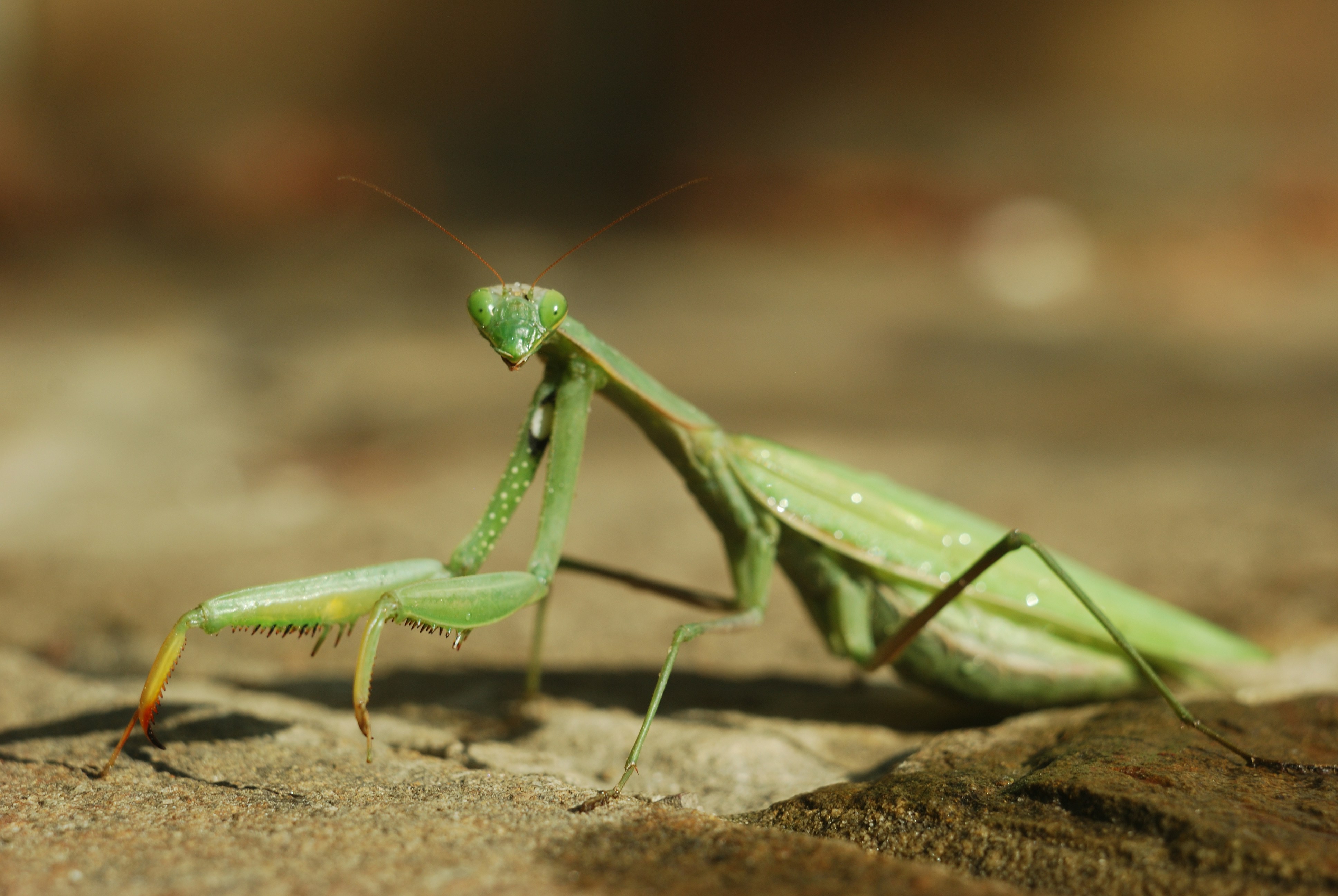 Green praying mantis on brown wooden surface in close up photography ...