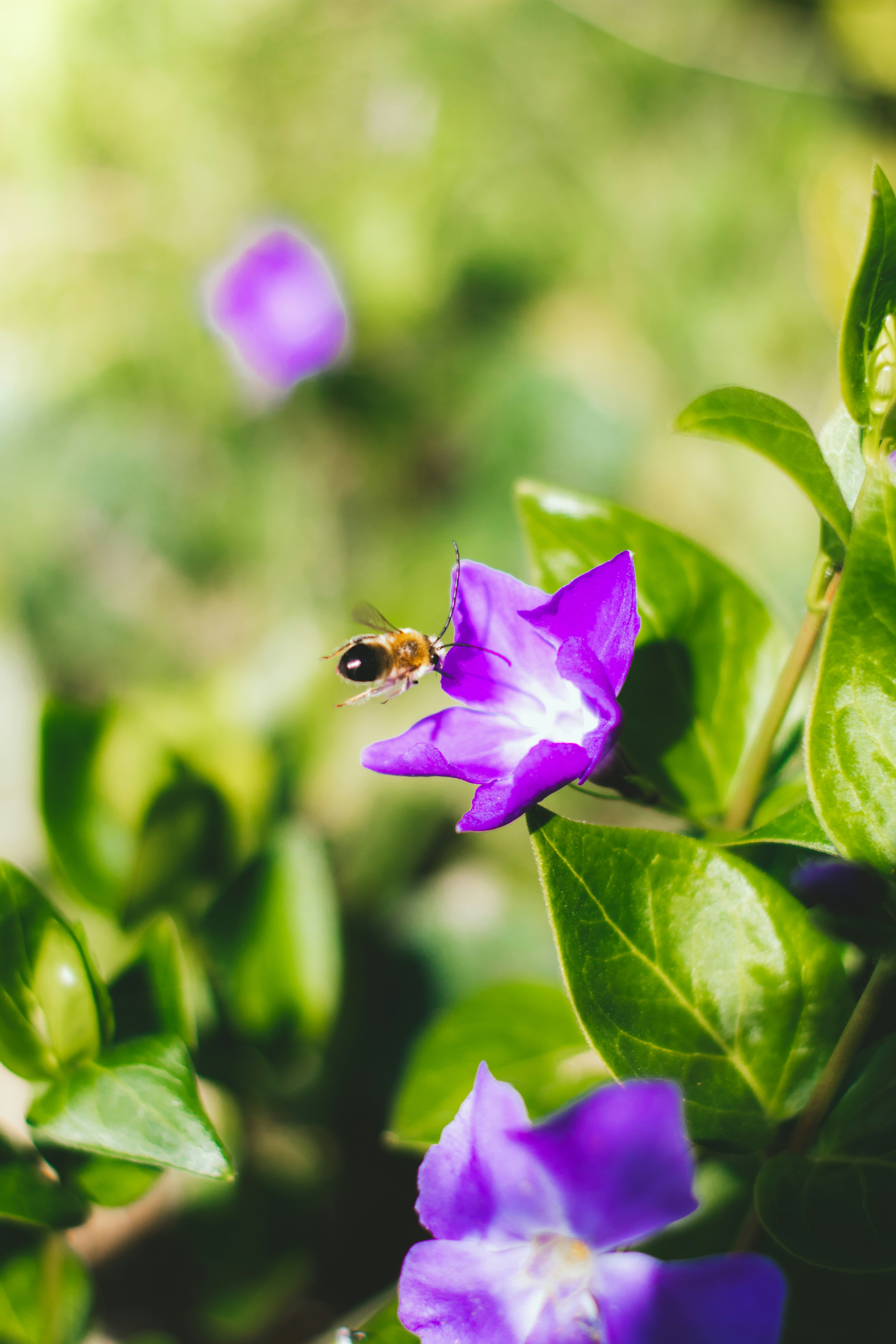 Violet Bloom Rendezvous: A Bee on a Nectar-Loaded Petal
