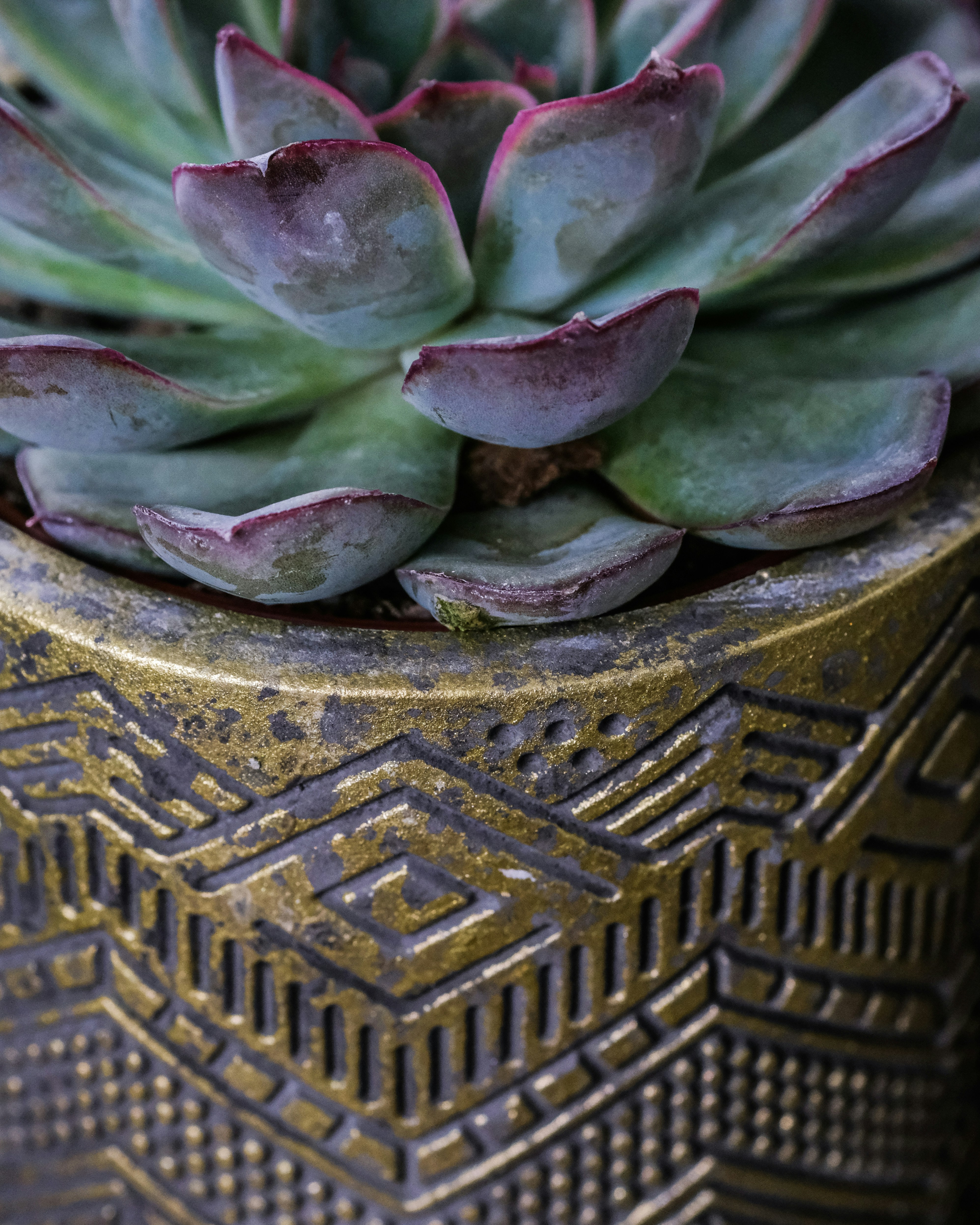 Succulent Fronds Crown the Pot: An Ornate Macro Moment