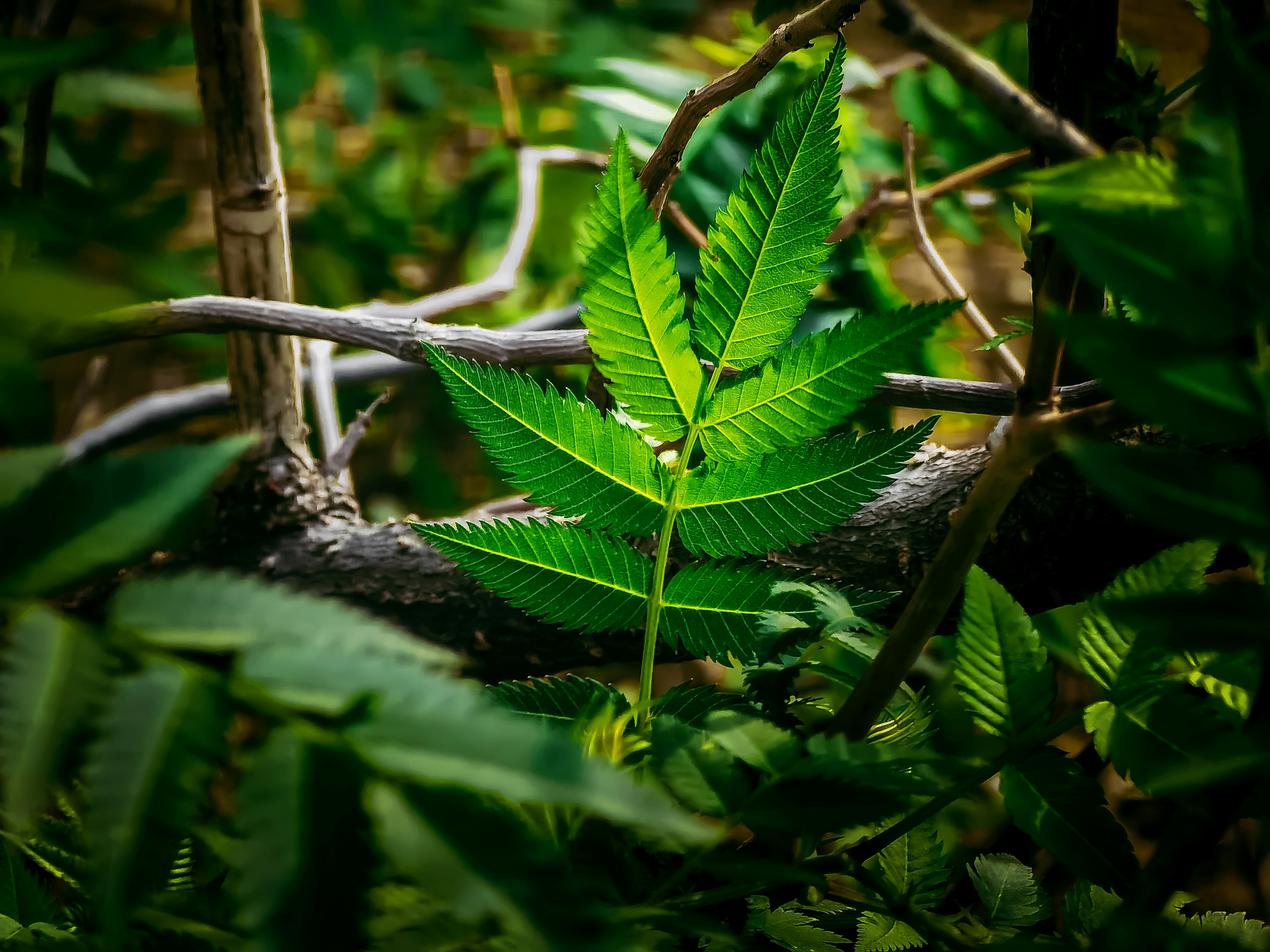 Vibrant green leaf illuminated by soft light, surrounded by a tangle of branches and foliage. This close-up captures the intricate details of nature's design.