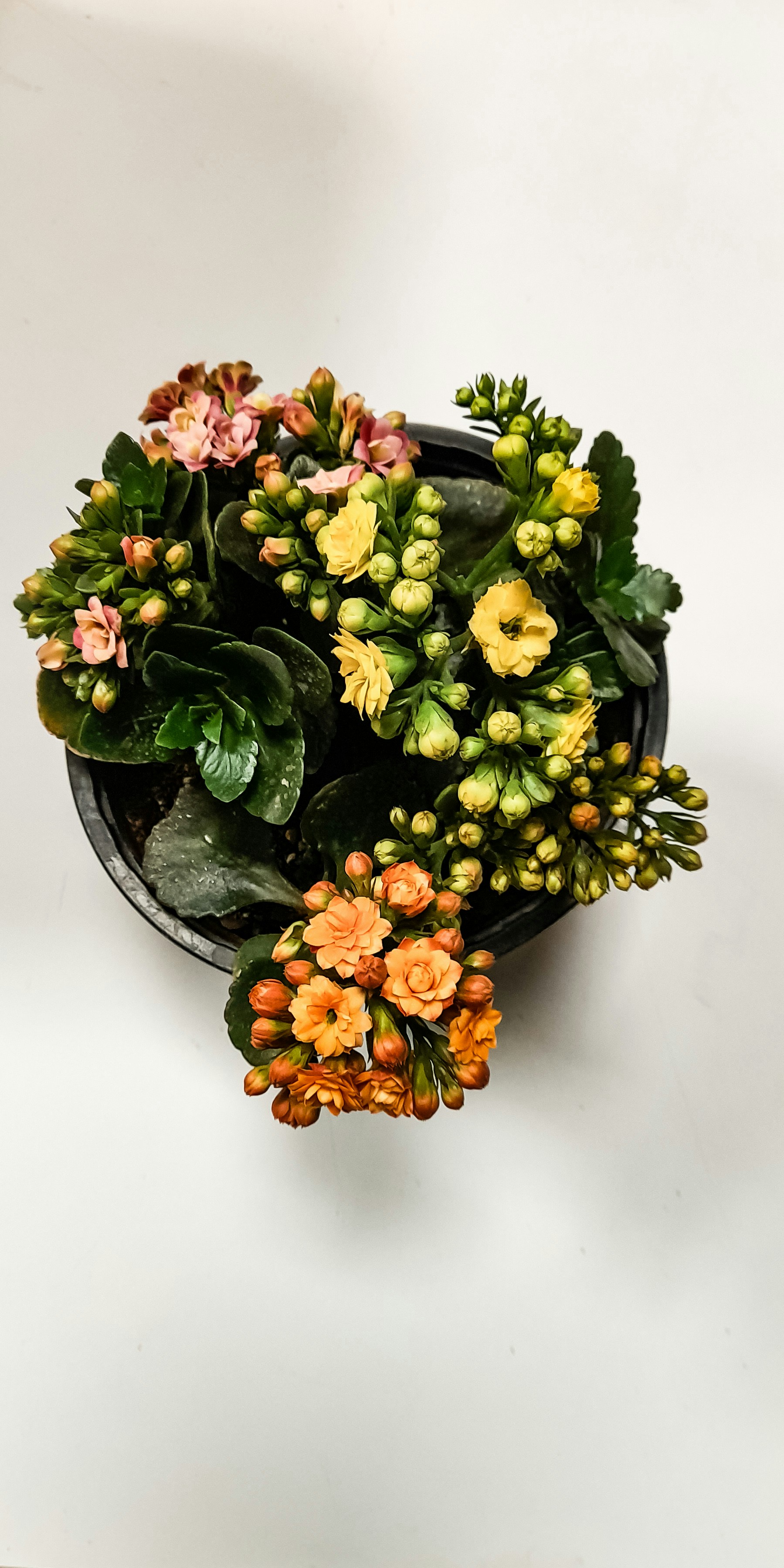 Vibrant bouquet of blooming flowers in a black pot, showcasing a mix of yellow, pink, and orange blossoms against lush green leaves.