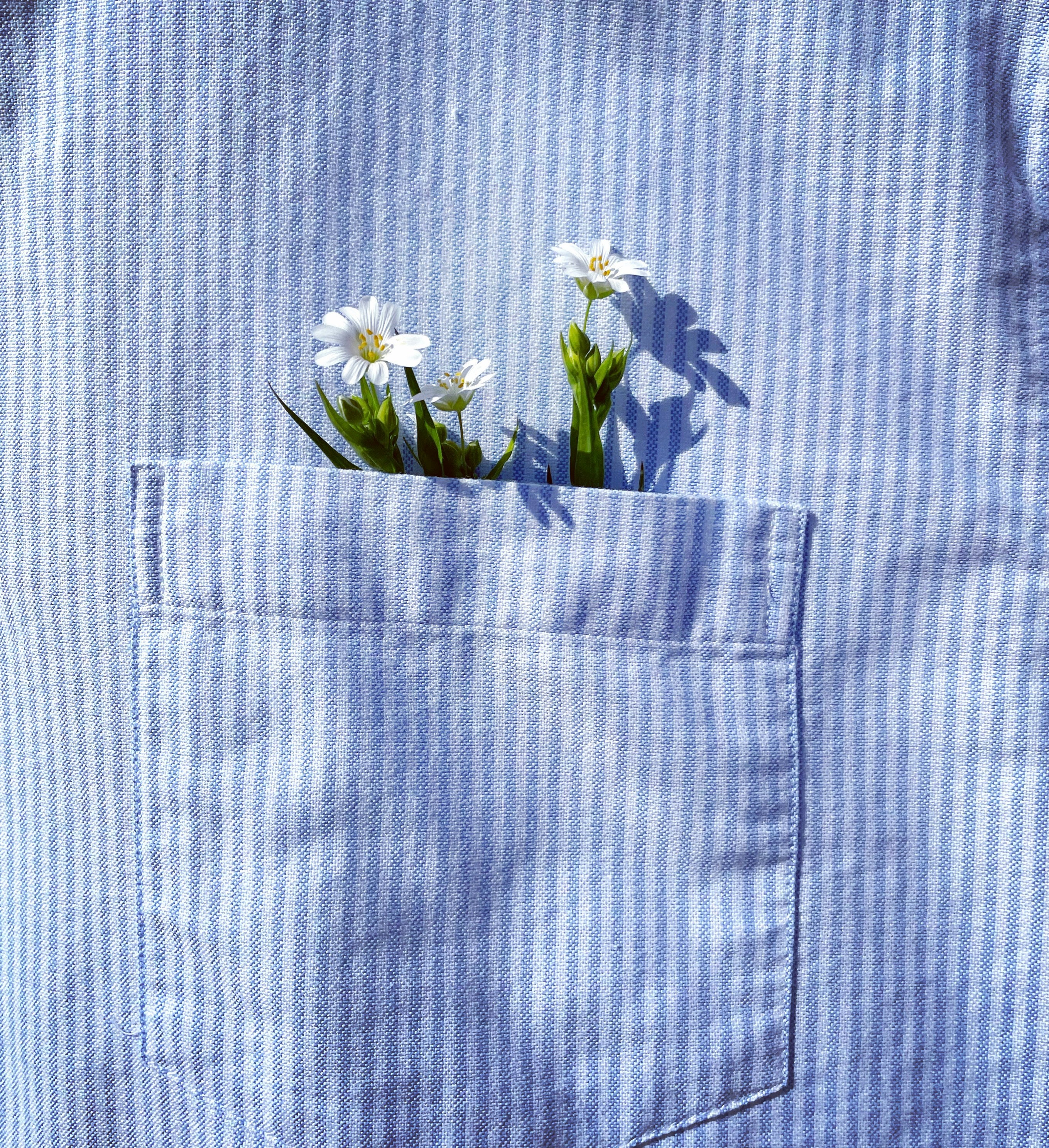 Delicate white flowers nestled in a shirt pocket, contrasting against a striped fabric background.