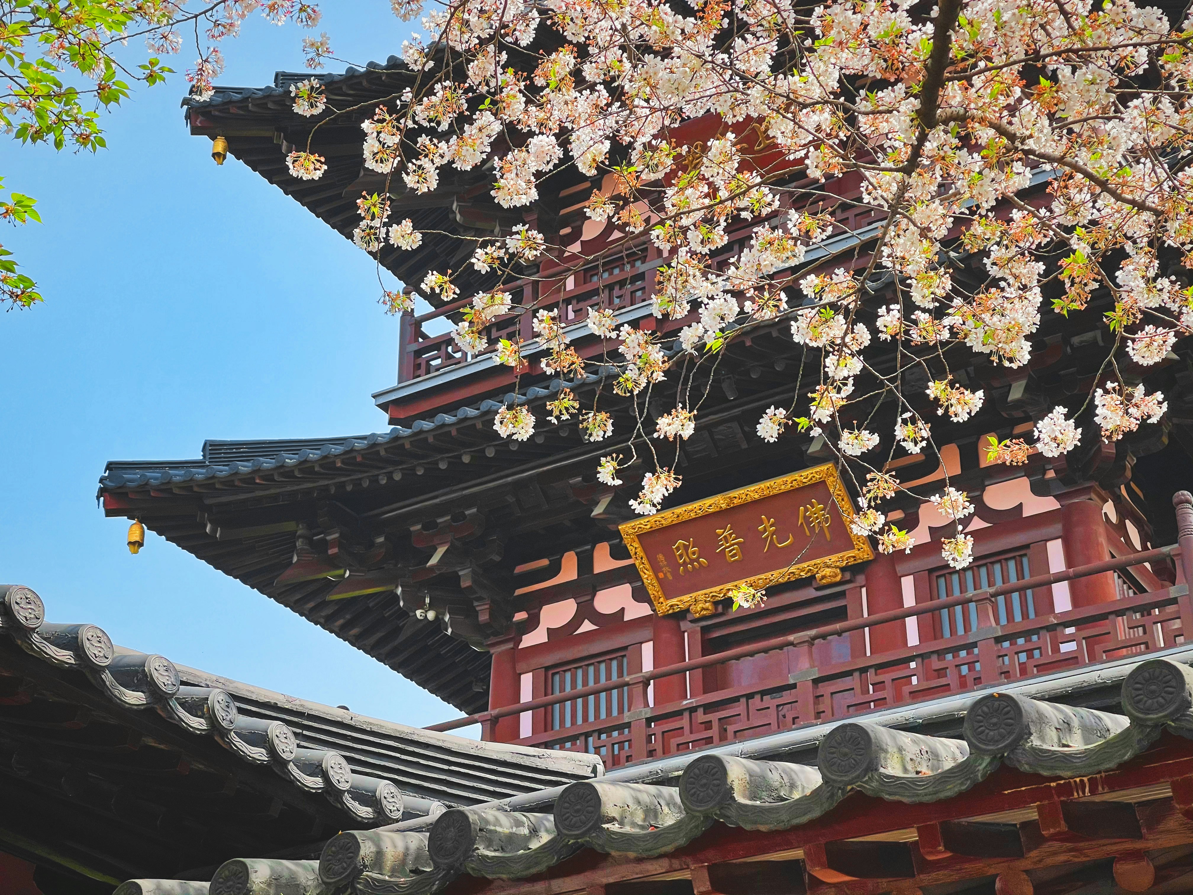 Traditional architecture adorned with delicate cherry blossoms, showcasing a harmonious blend of nature and culture.