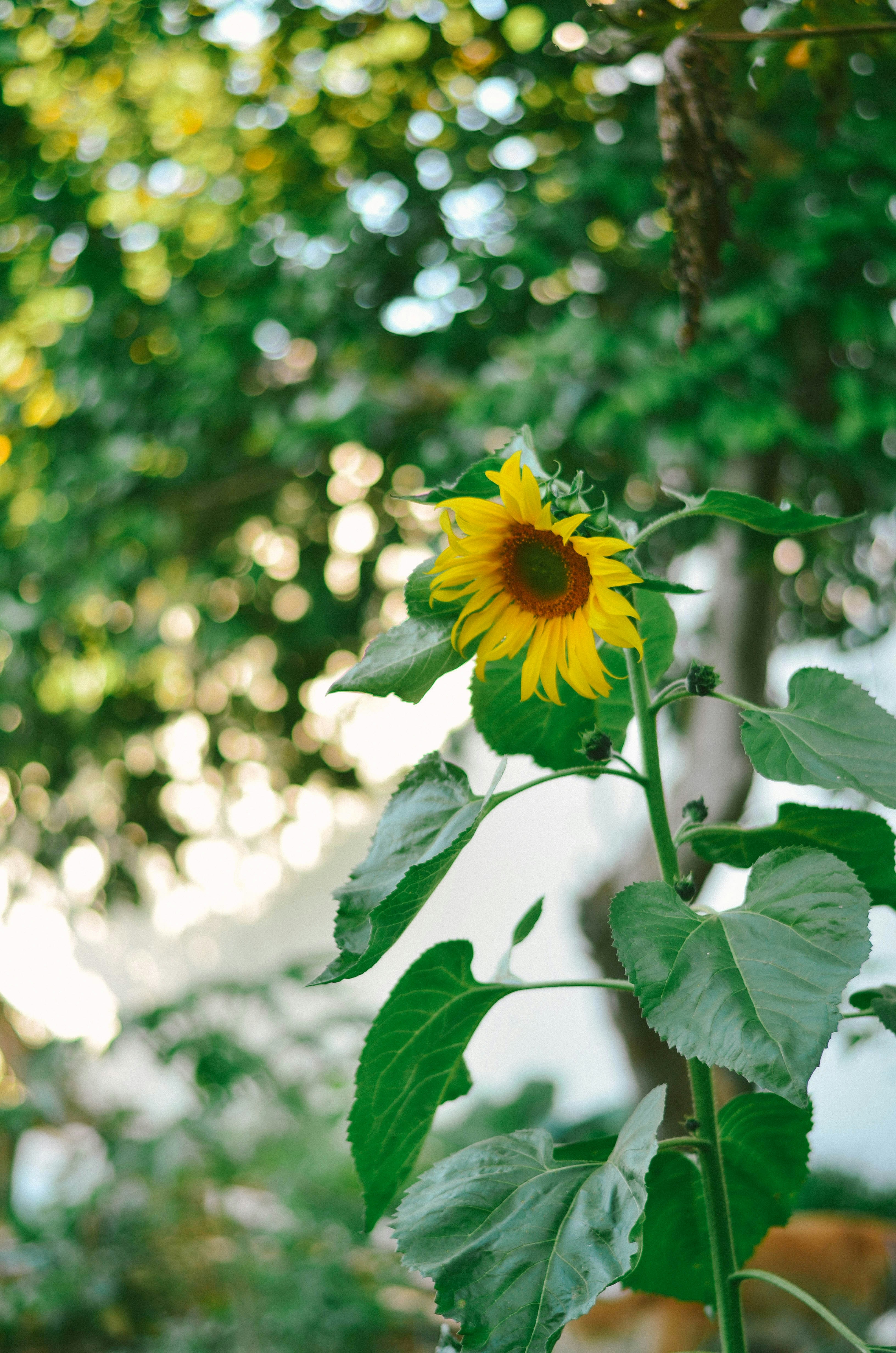 Yellow sunflower in tilt shift lens photo – Free Plant Image on Unsplash